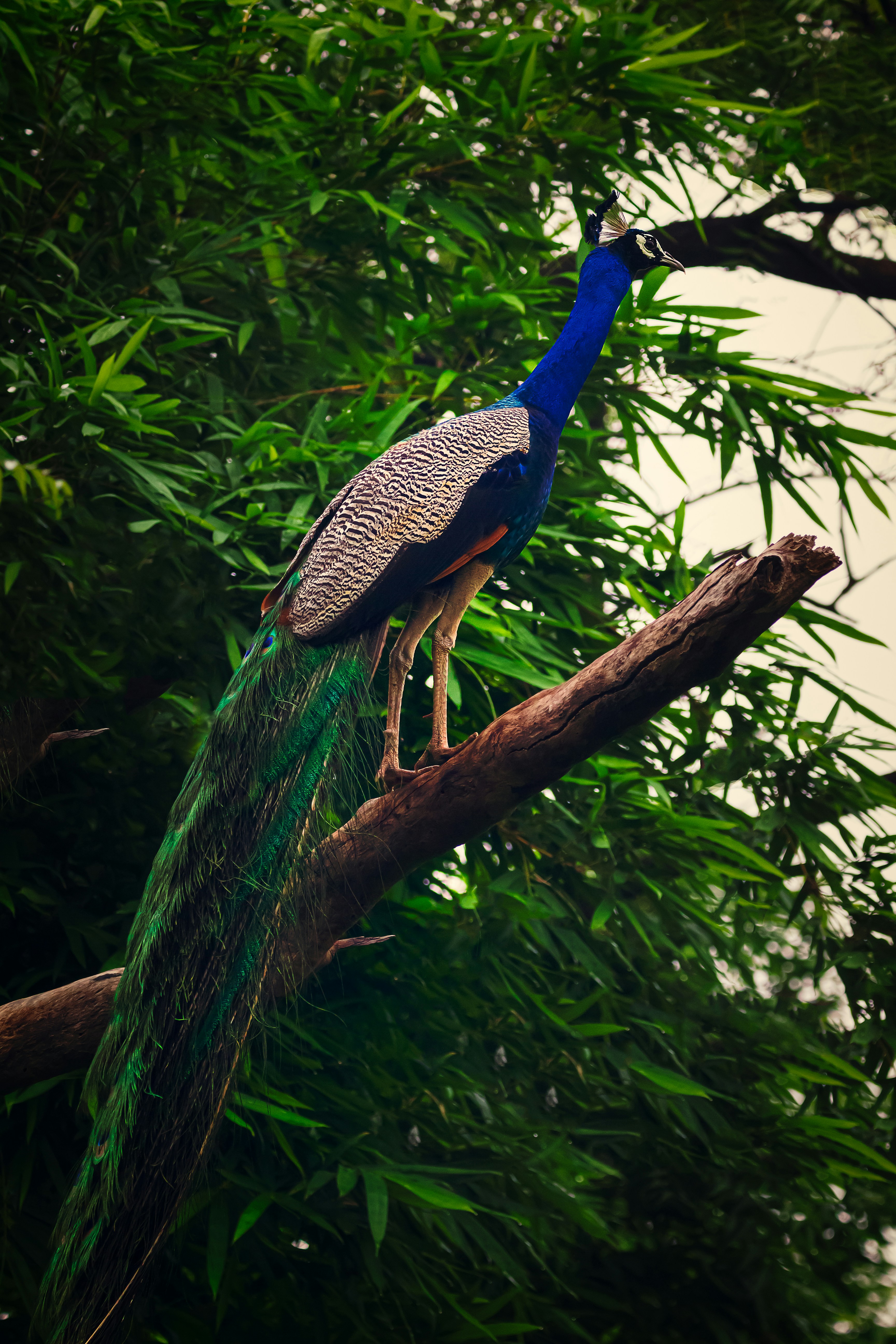 Royal Vigor on a Branch: A Peacock in the Green Corridor