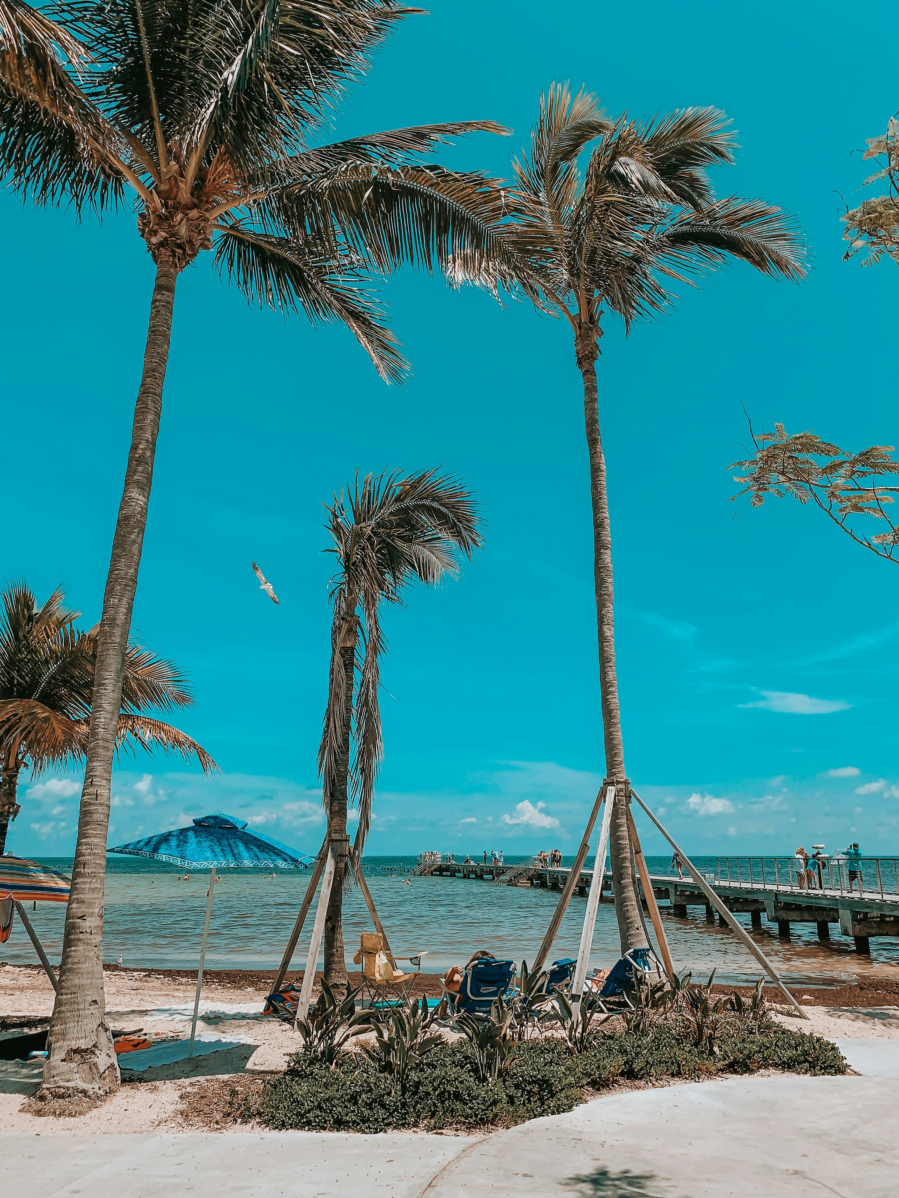 Palm trees swaying gently by the shoreline with a vibrant blue sky and distant pier visible. A tranquil beach scene captures the essence of relaxation.