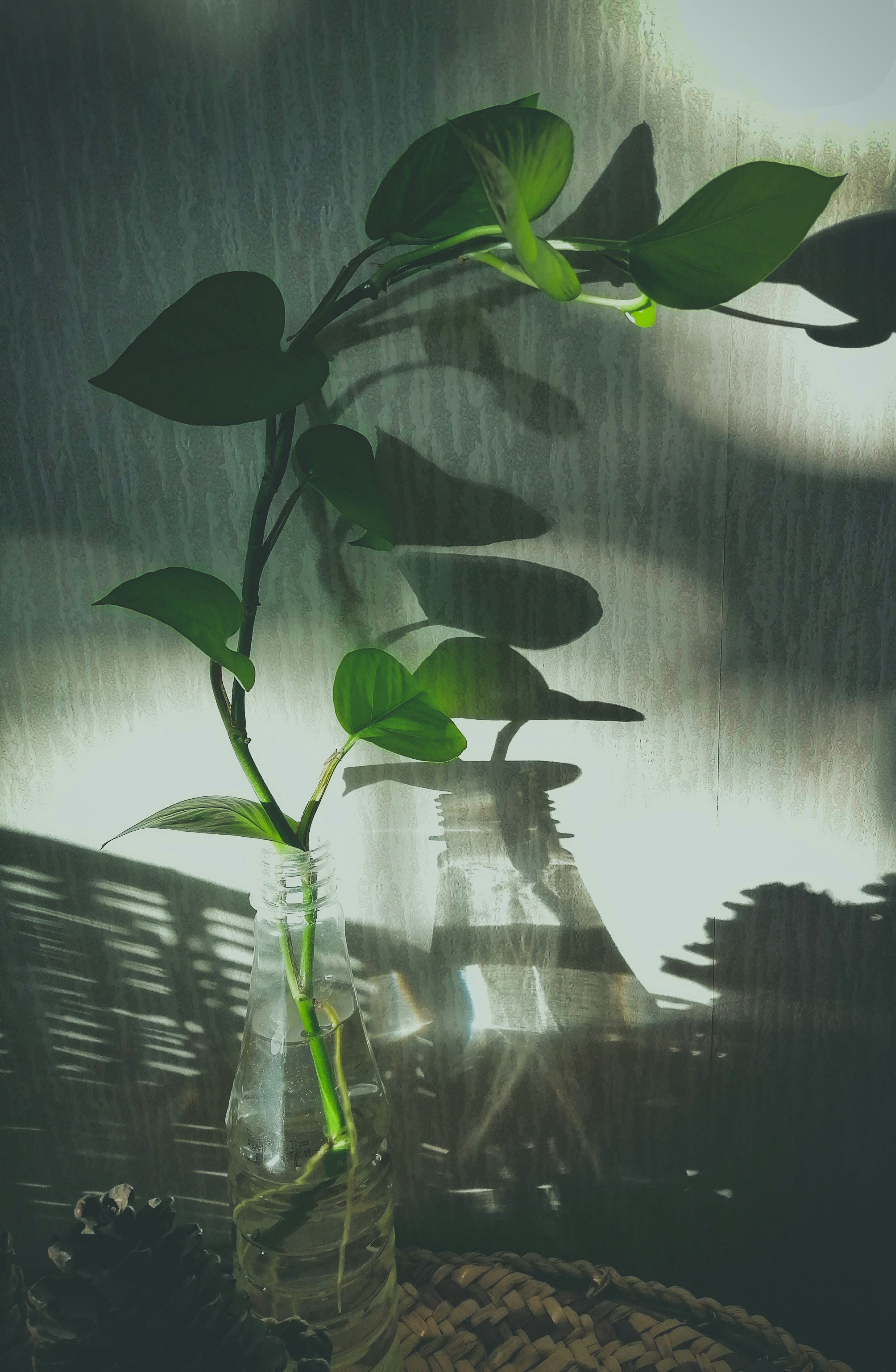 A single leafy stem rises in a clear glass bottle with water on a woven mat. Dramatic light carves layered shadows across a metallic background.
