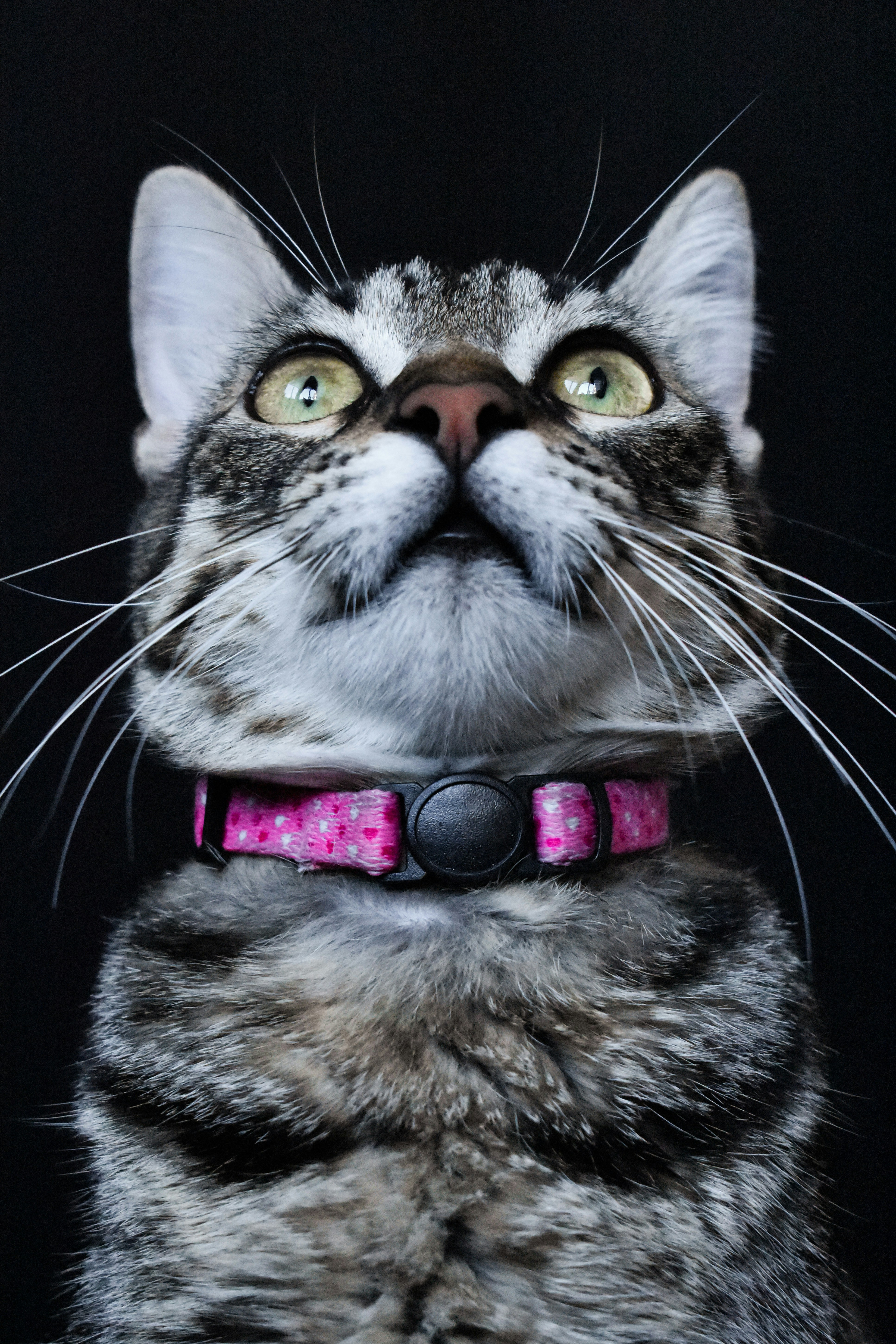 Tabby cat gazing upward with bright green eyes, adorned with a pink collar, against a black background.