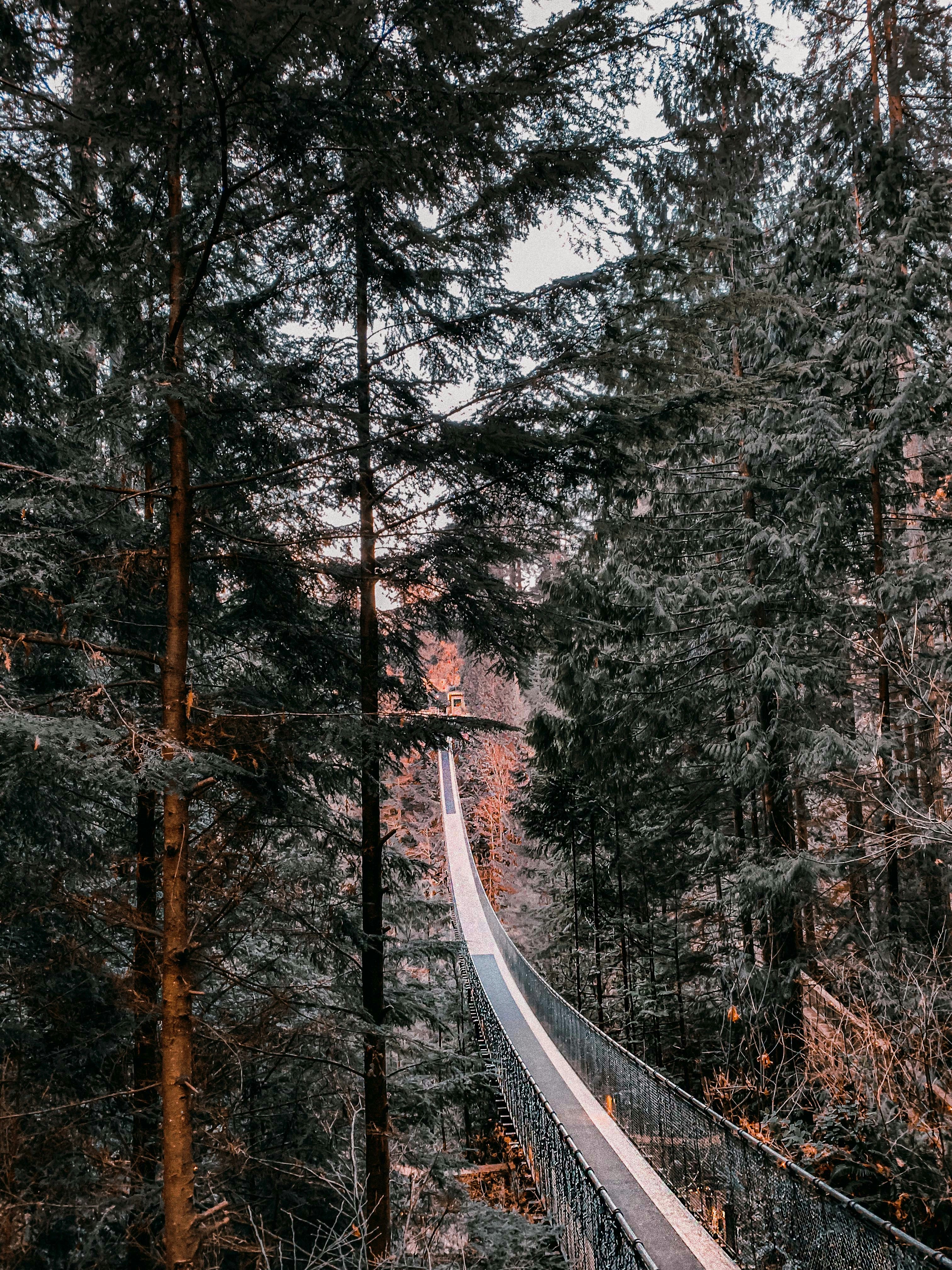 Hanging Bridge Tumblr
