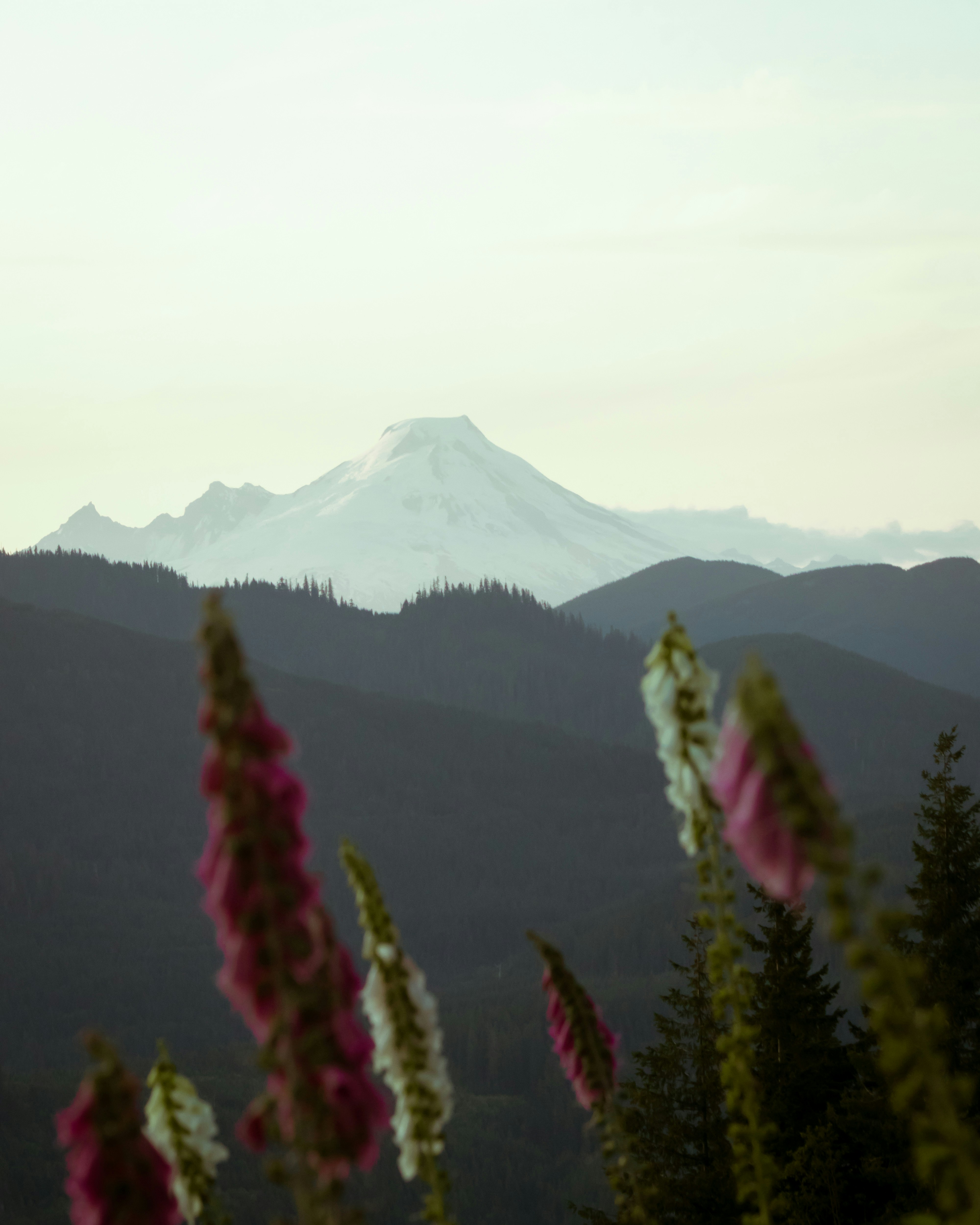 Mountain Flower Pictures | Download Free Images & Stock Photos on Unsplash