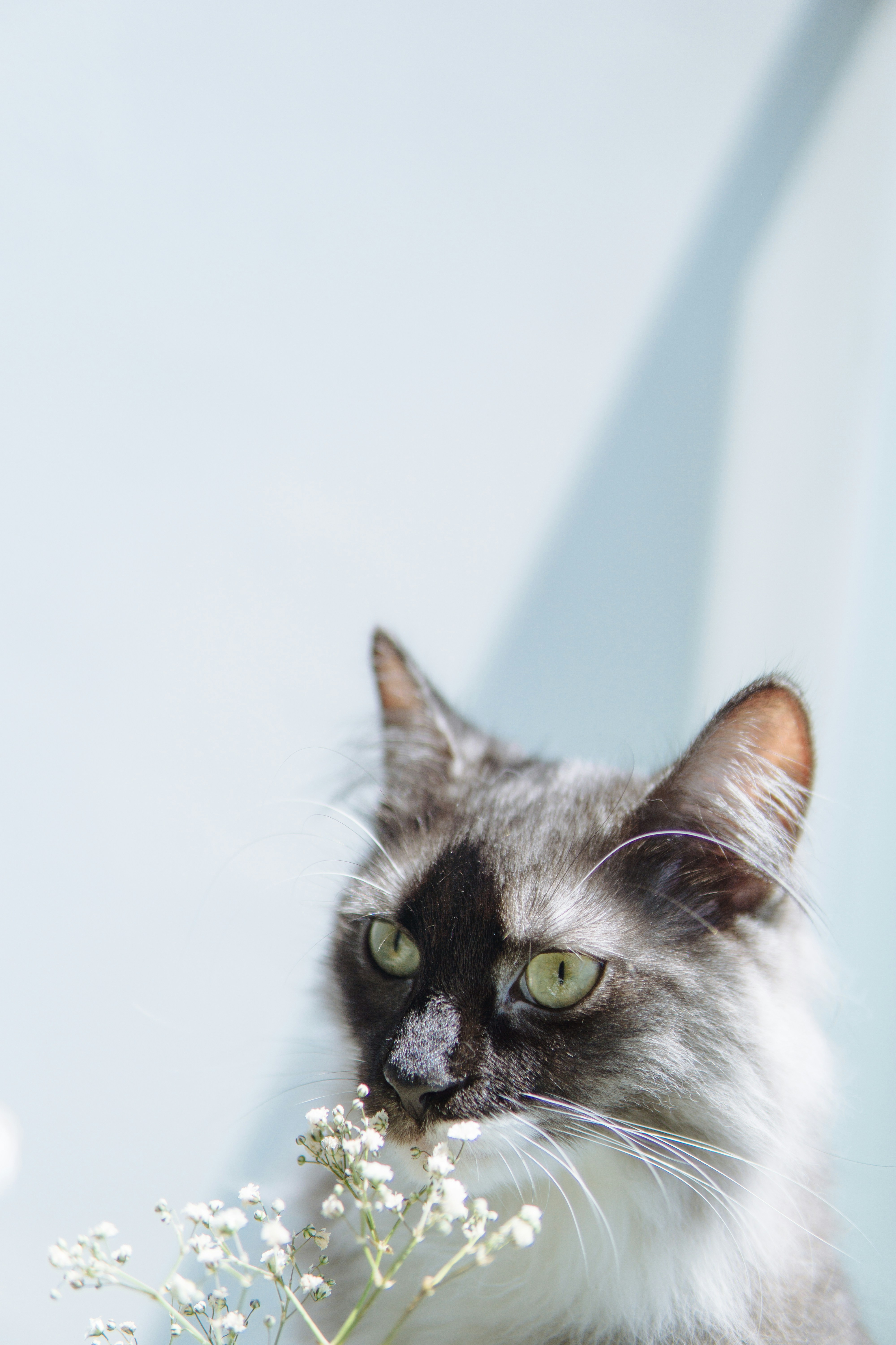 Cat Flowers Pictures | Download Free Images on Unsplash