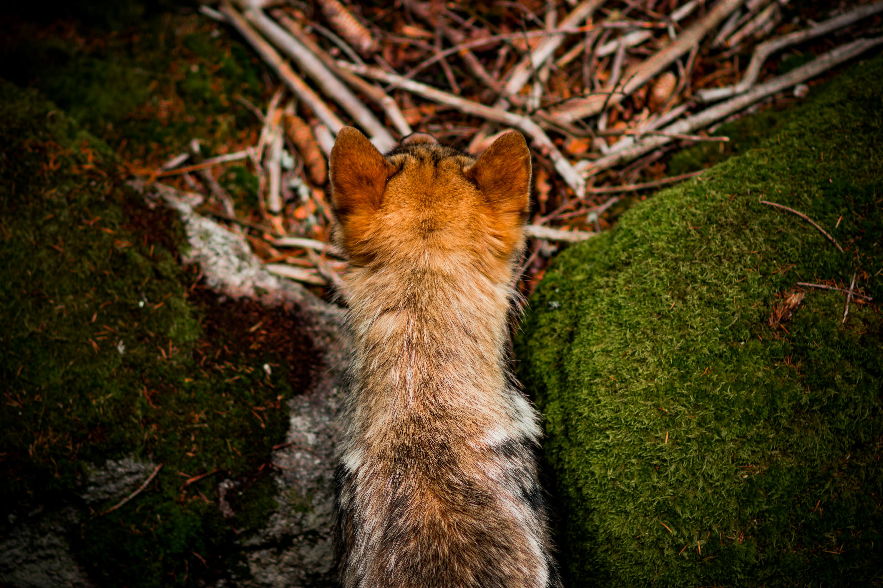 Brown and white fox photo – Free Wildlife Image on Unsplash