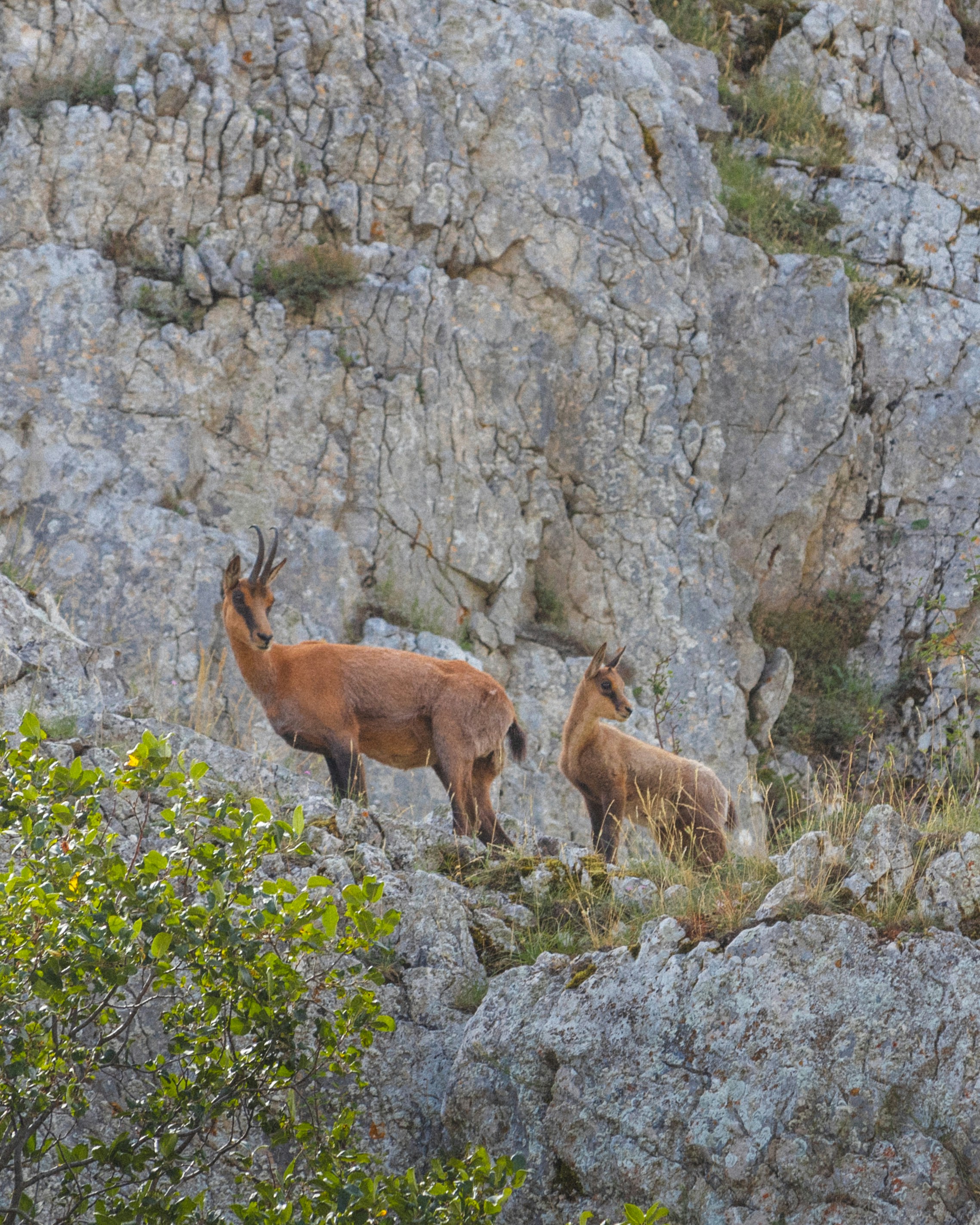 Ibex Duo on a Rugged Limestone Ridge