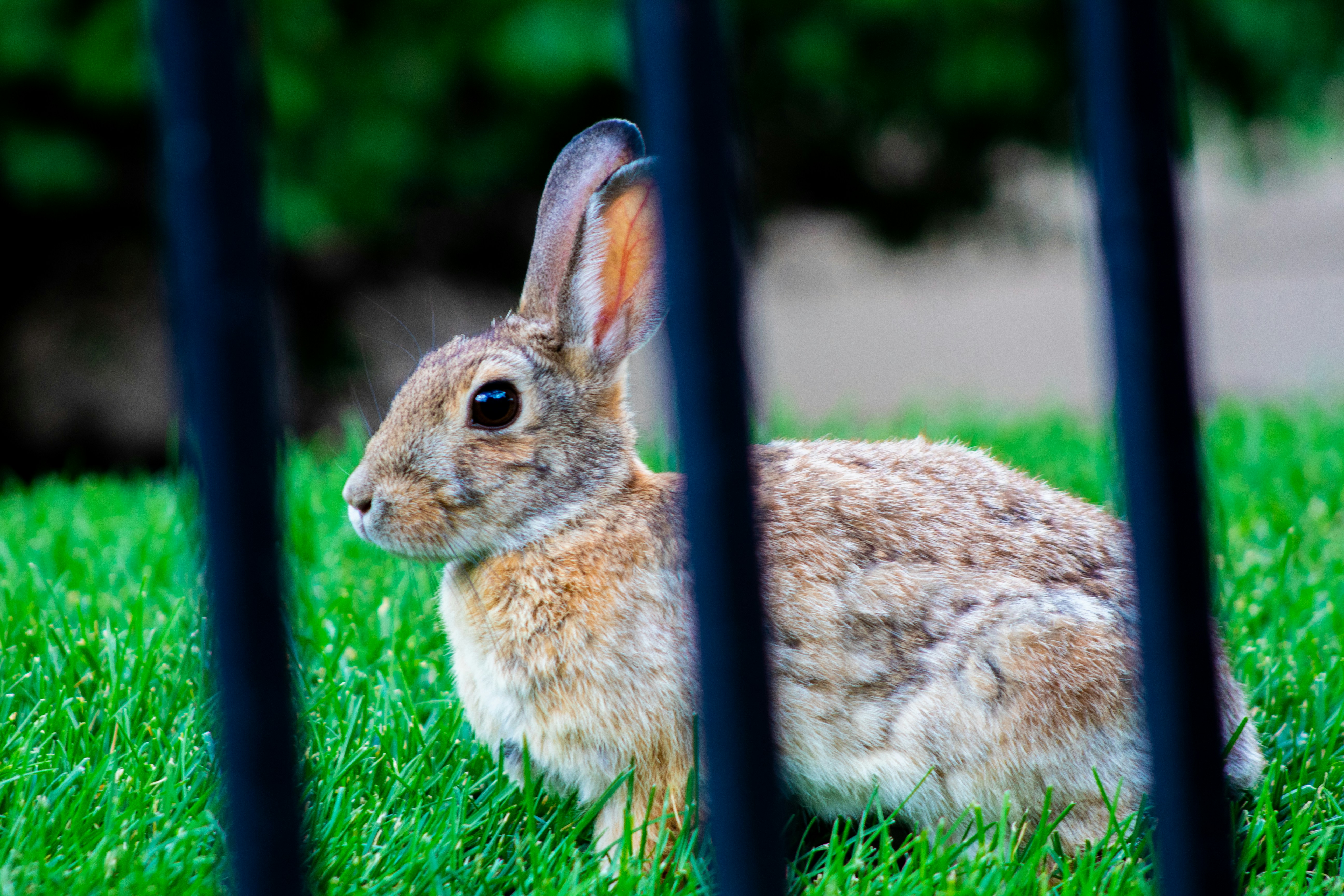 Sunlit Rabbit Between Fence Slats
