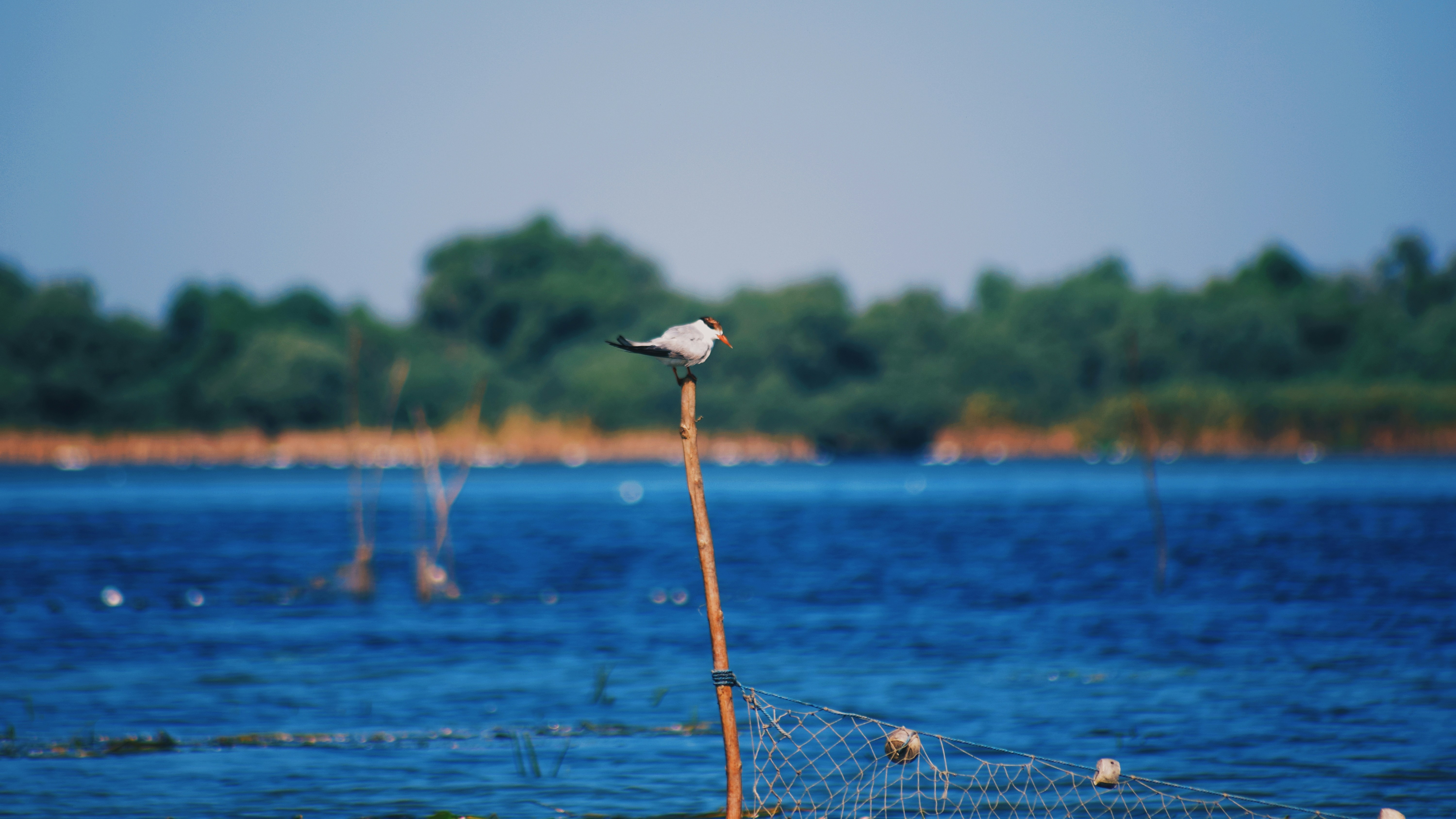 Pole-Top Sentinel over a Velvet Blue Lagoon
