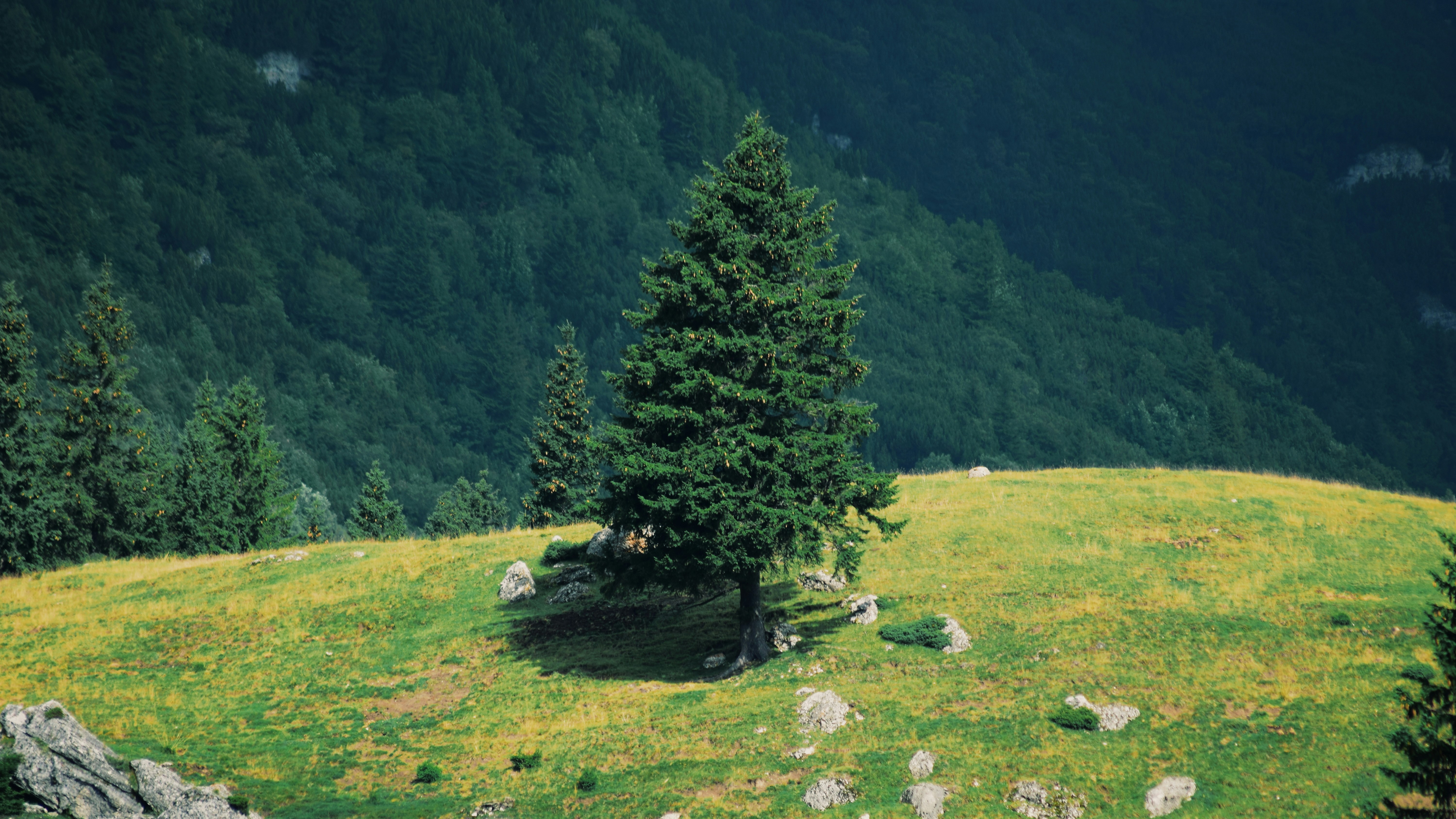 A lush hillside features a solitary evergreen tree surrounded by vibrant wildflowers and rocky outcrops, set against a backdrop of dense forest.