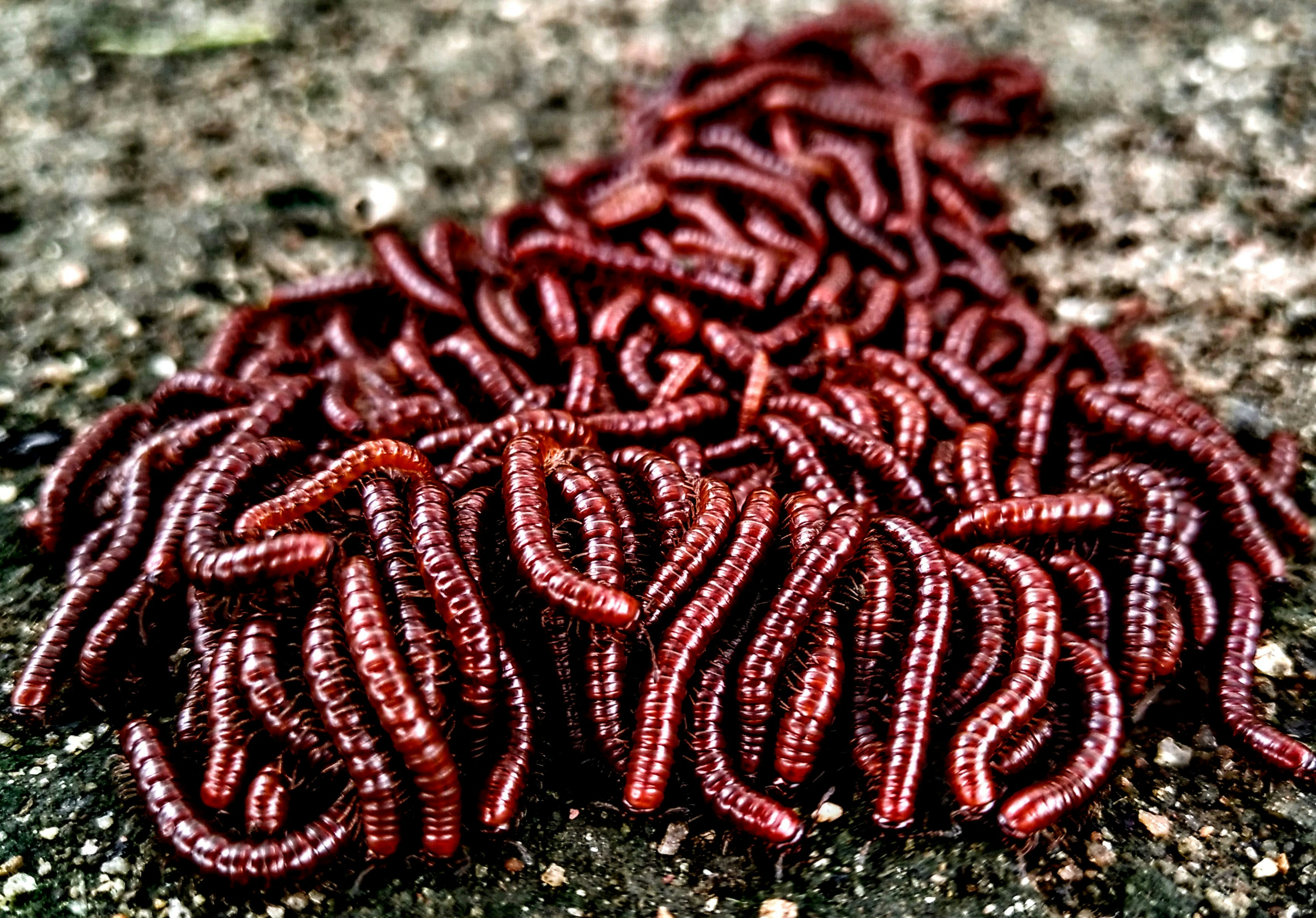 Srinivas Reddy (@srinivas_reddy__photography) | Komunitas Foto Unsplash