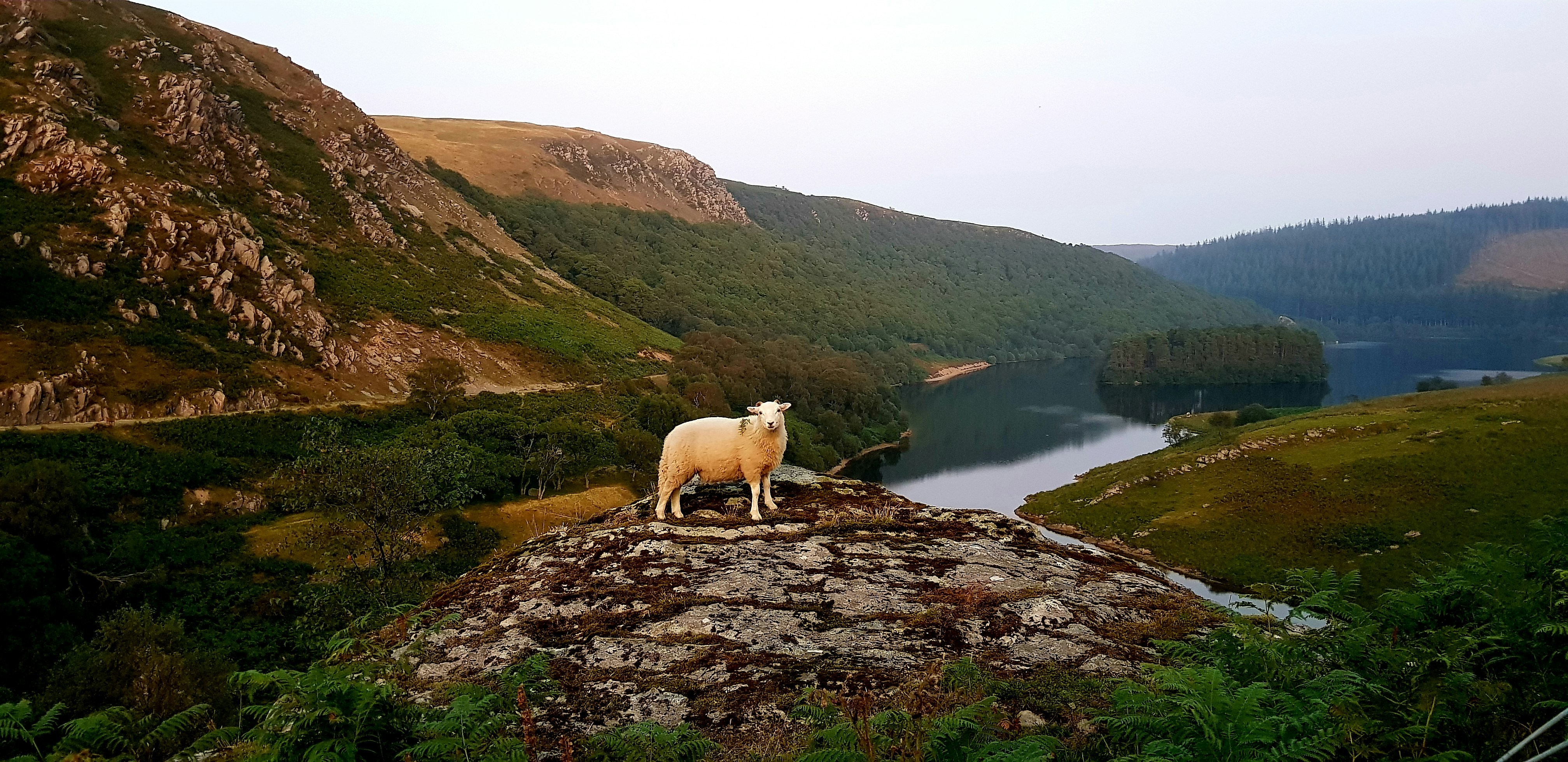 Sentinel on Granite Edge Over a Quiet Highland Reservoir