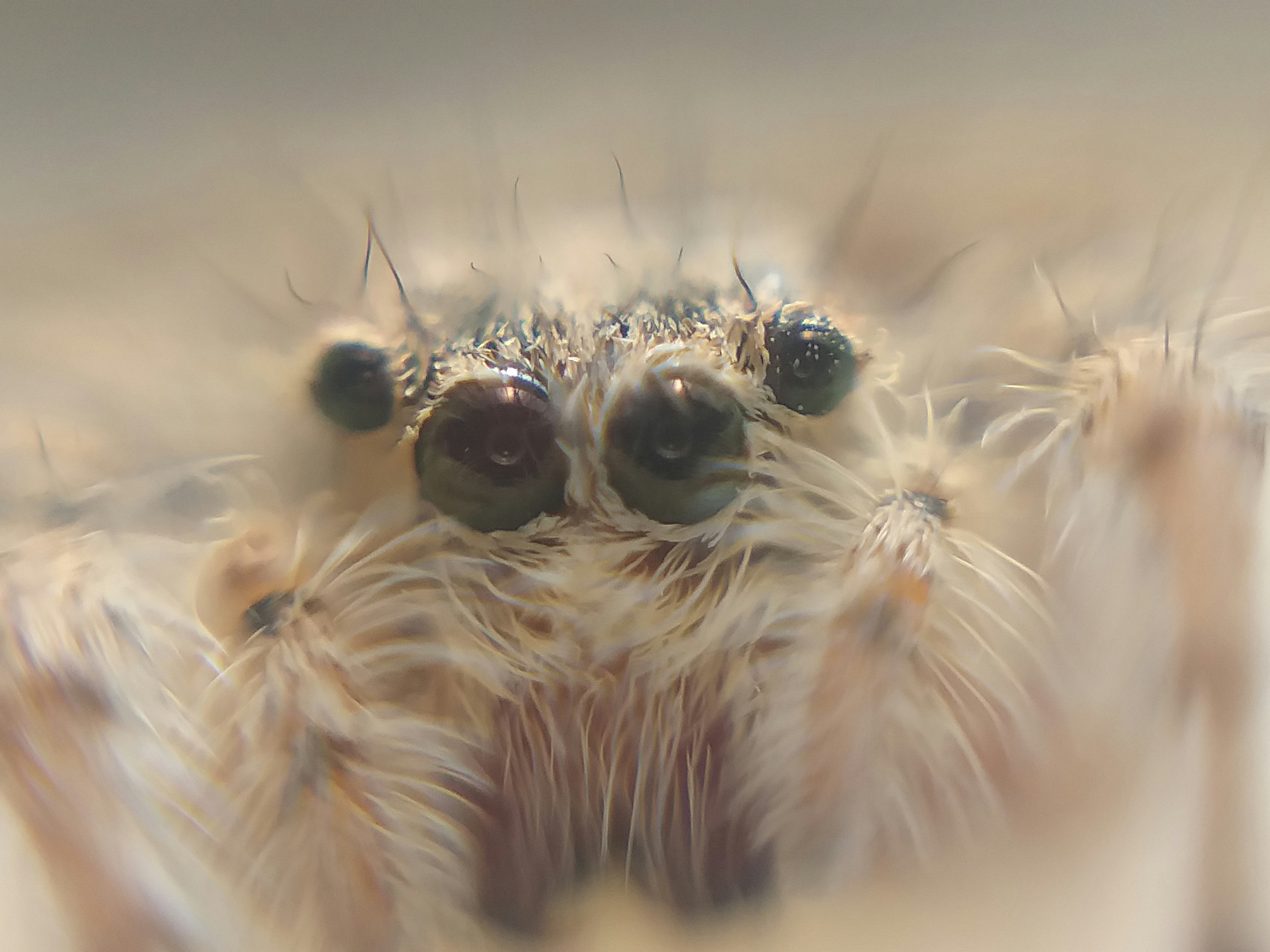 Close-up view of a spider's face, showcasing its multiple eyes and fine details of its fur. The focus highlights the intricacies of its features.