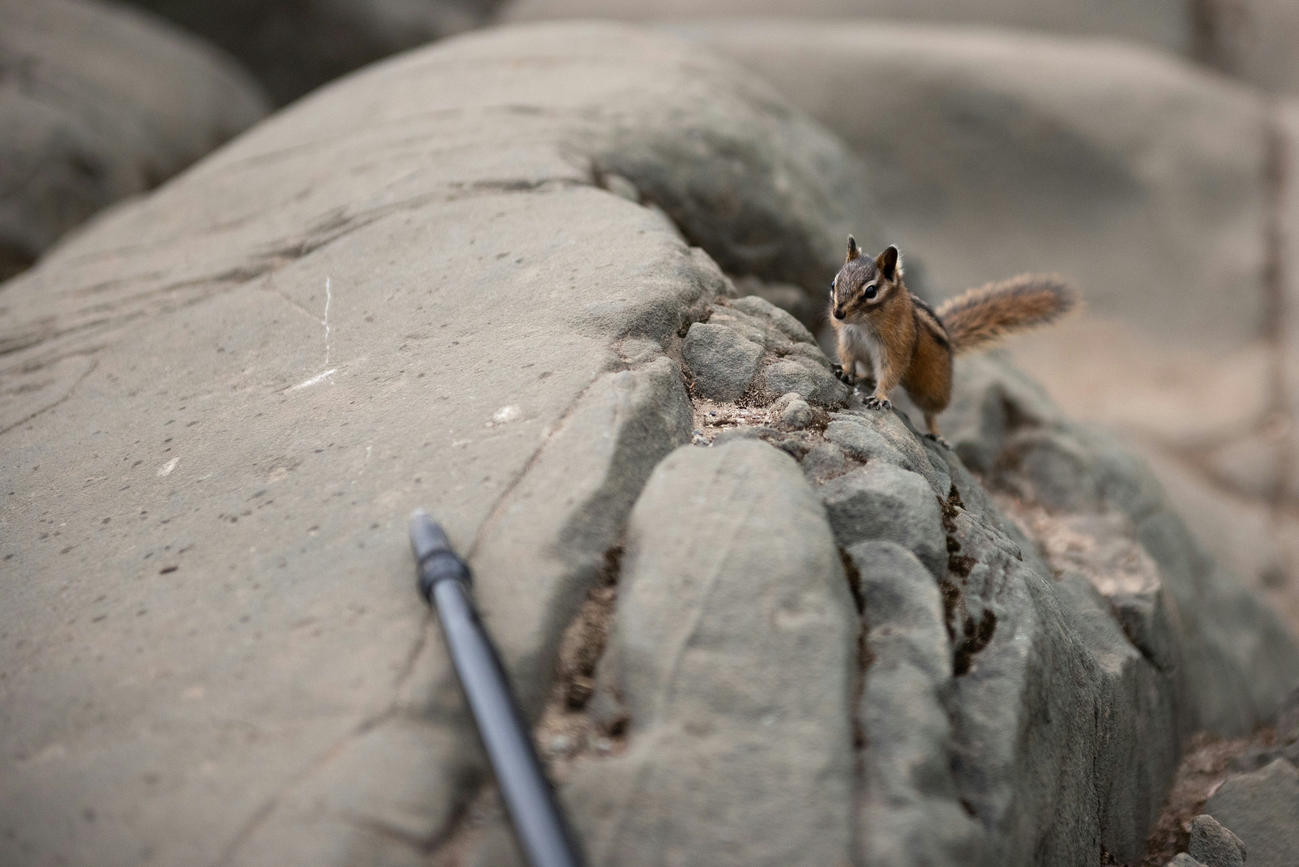 A chipmunk perches on a rugged rock surface, surveying its surroundings amidst a natural landscape.