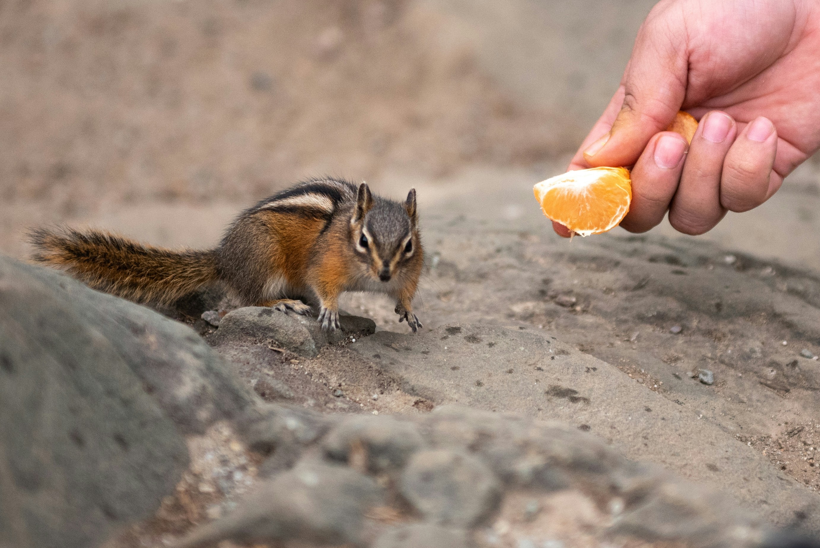 Snack Diplomacy: A Chipmunk Negotiates Citrus