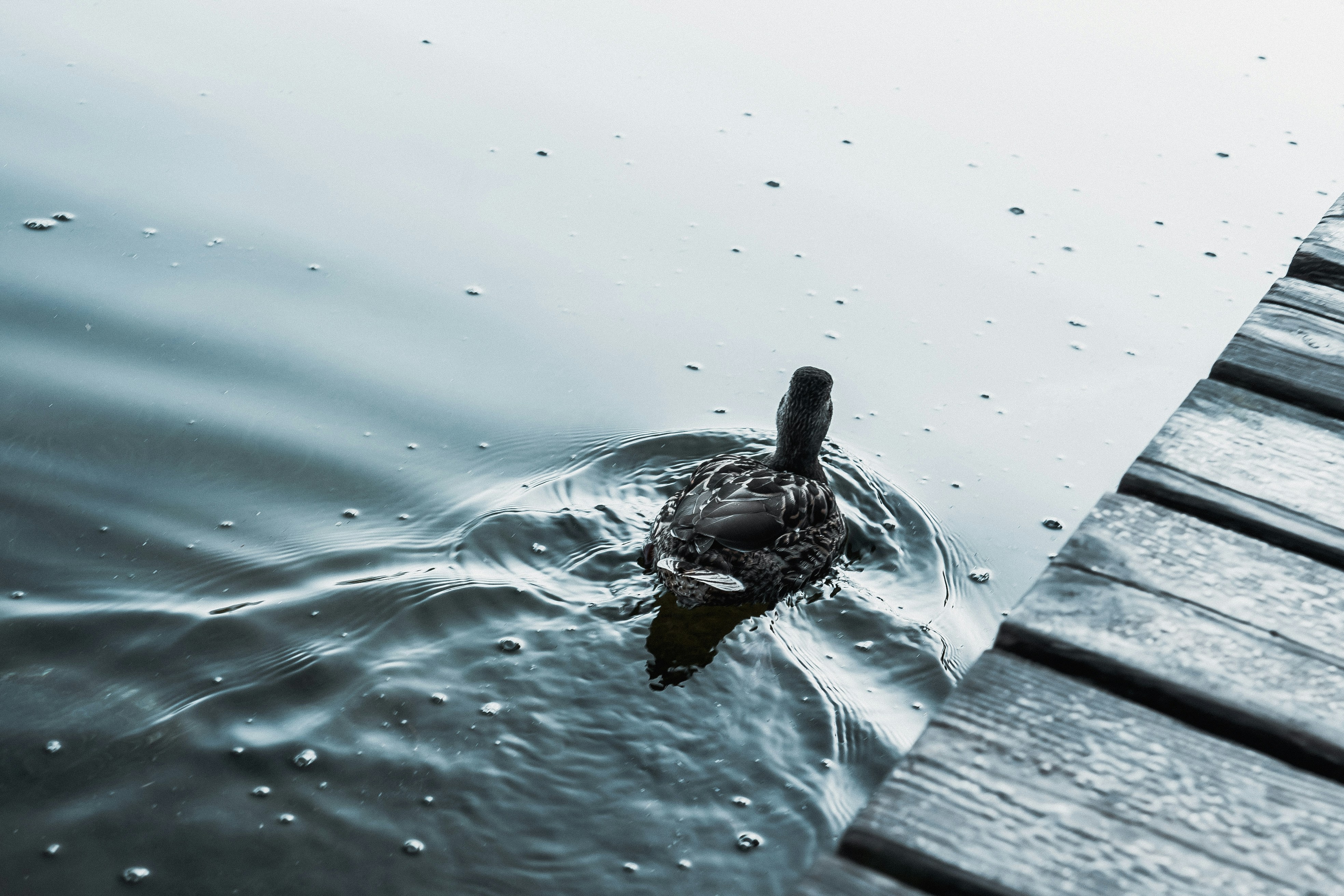Quieter Wake: A solitary duck glides away from a weathered dock
