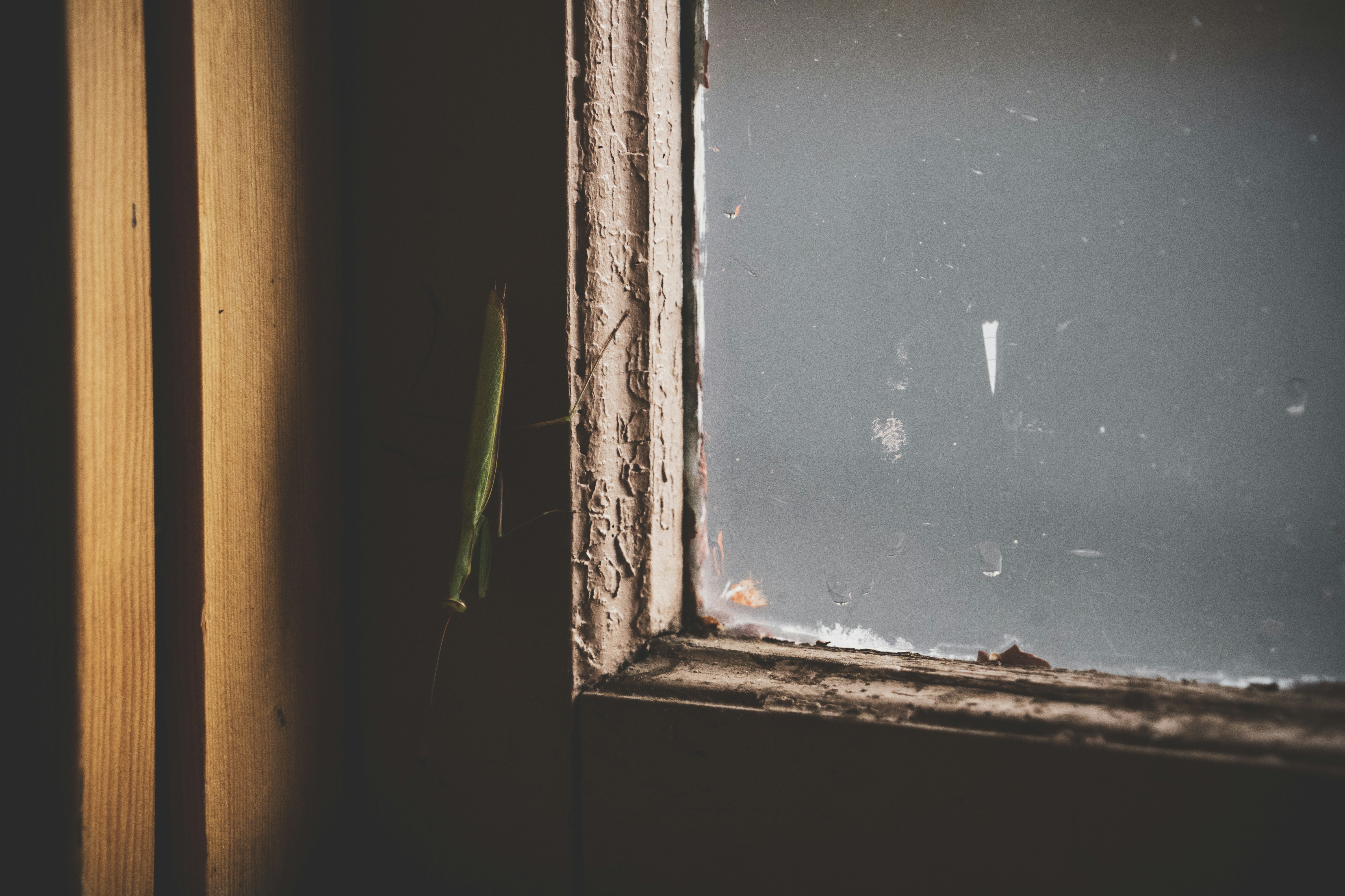 Oregon has more ghost towns than any state in the United States and I've been trying to visit all of them. I got caught up in an intense thunderstorm while exploring this small town and took refuge for a bit in an abandoned building and was kept company by this beautiful praying mantis. 