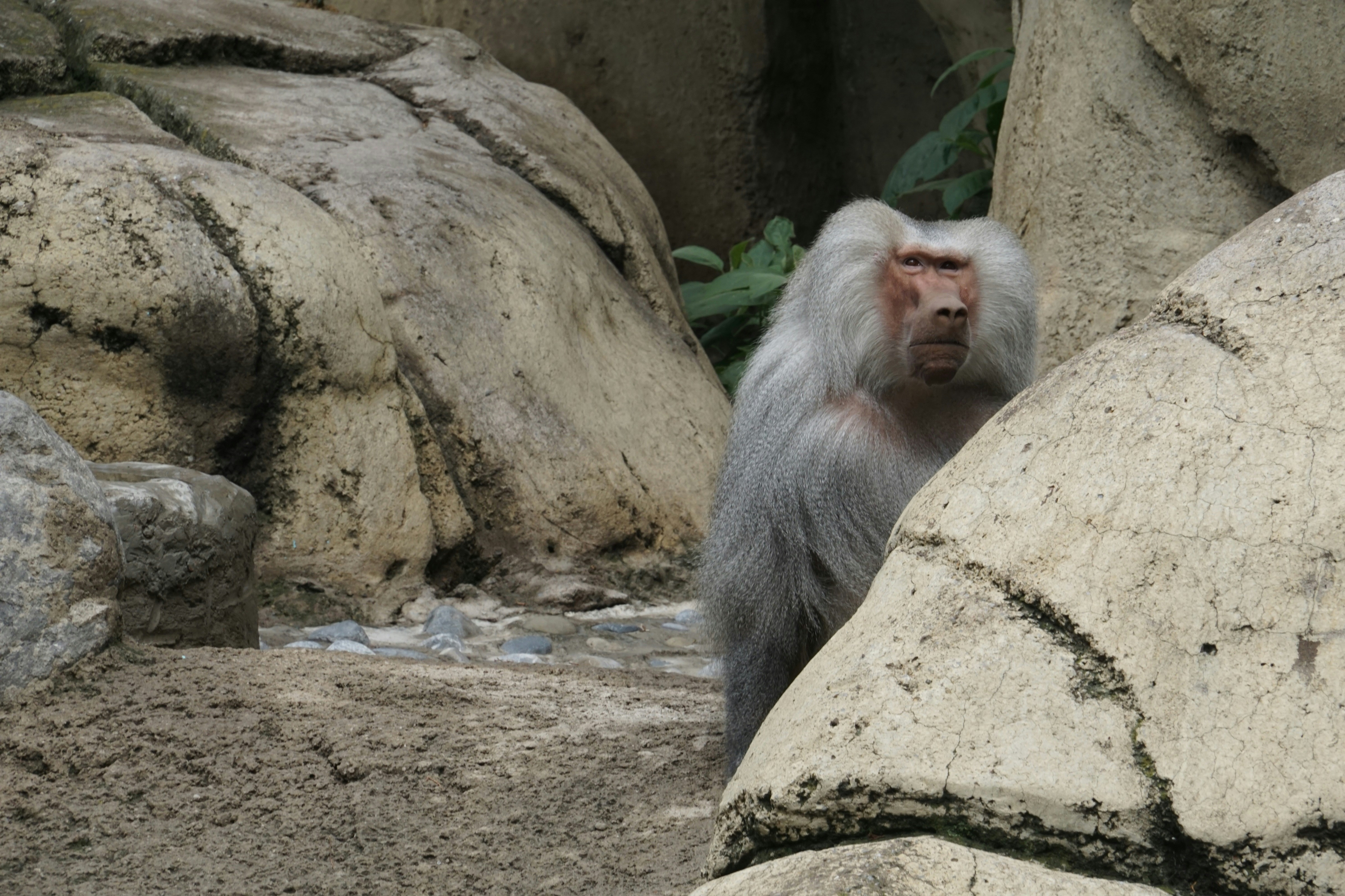 A baboon stands thoughtfully amidst rugged terrain, highlighting its contemplative nature against a backdrop of textured rocks.