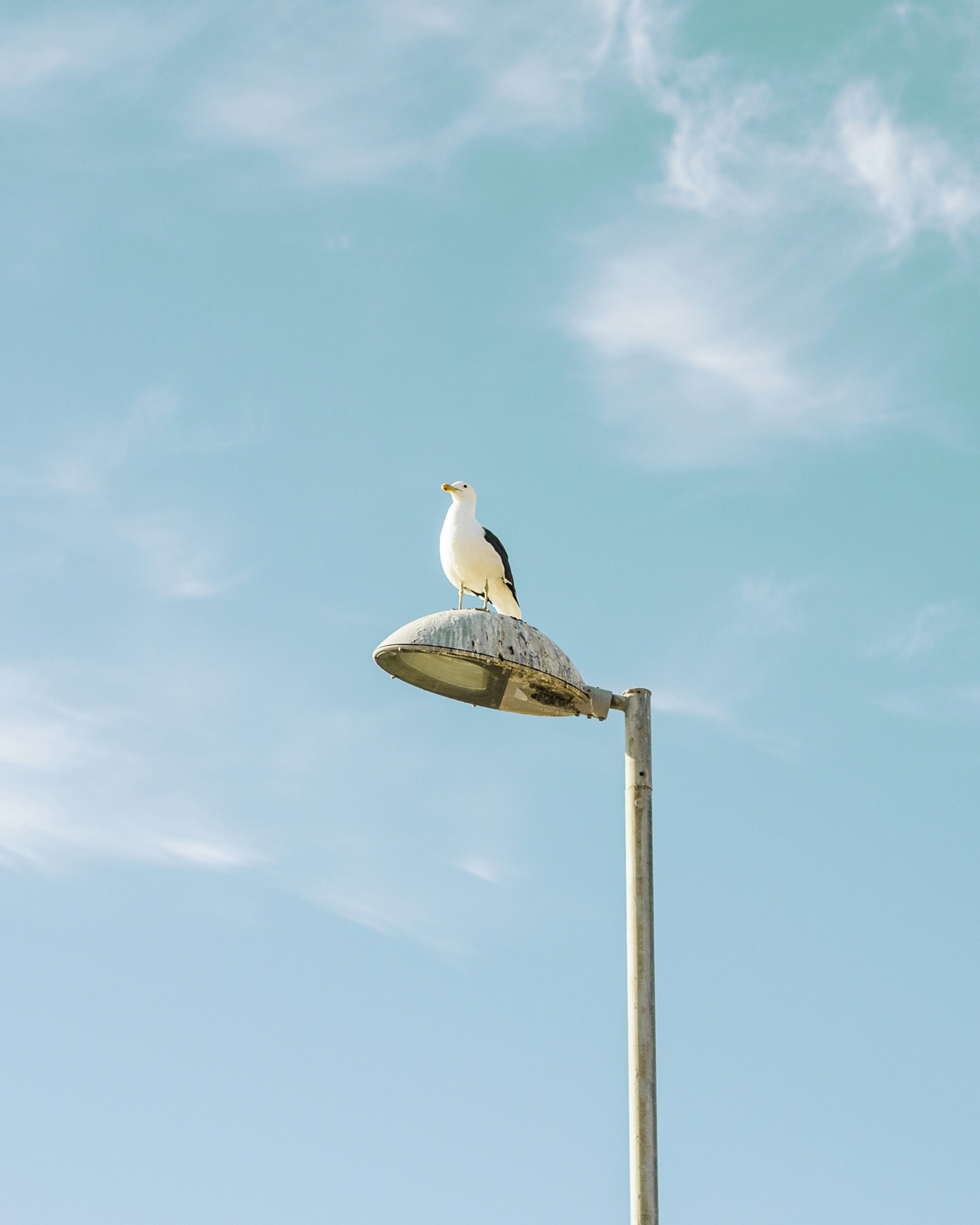 Seagull perched atop a weathered streetlamp against a pale blue sky, capturing a quiet urban moment.