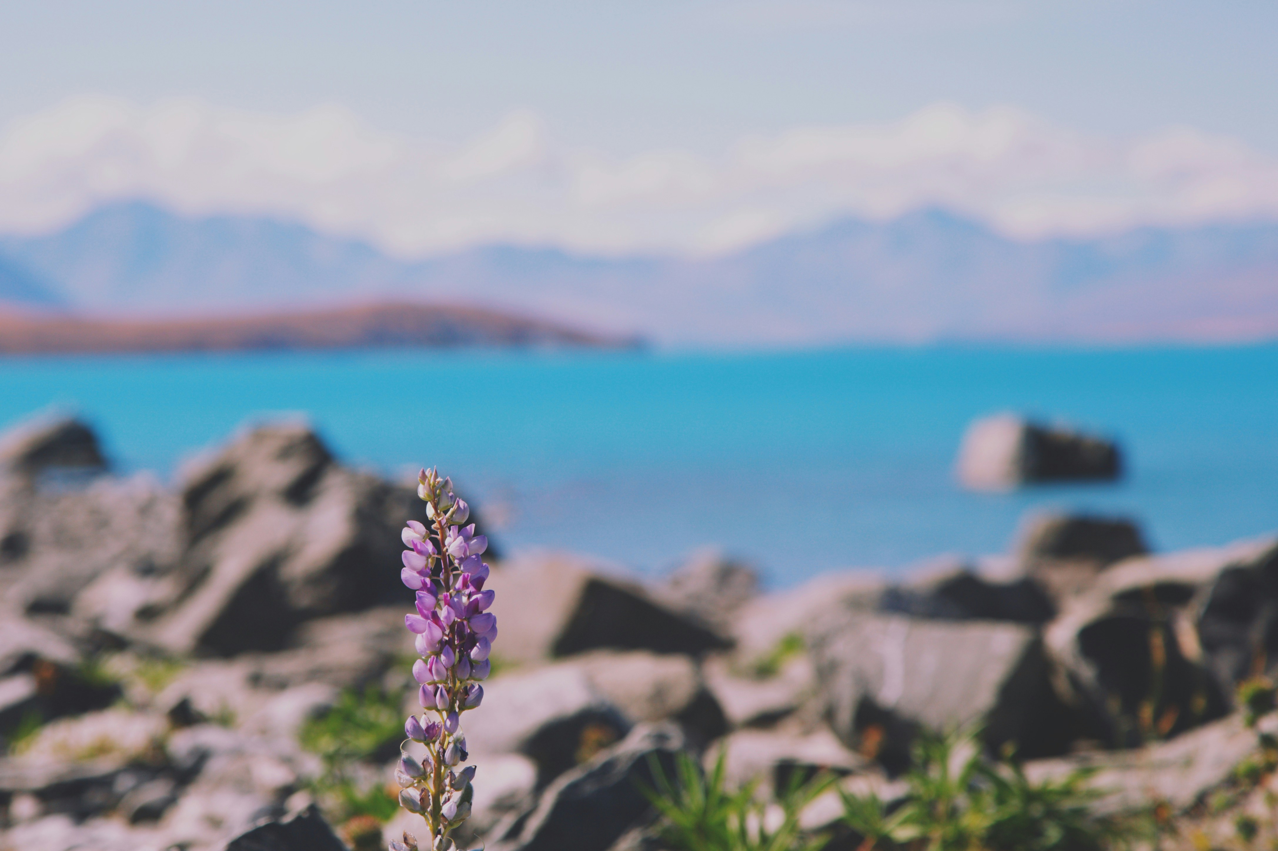 Purple Spike Over a Teal Shoreline