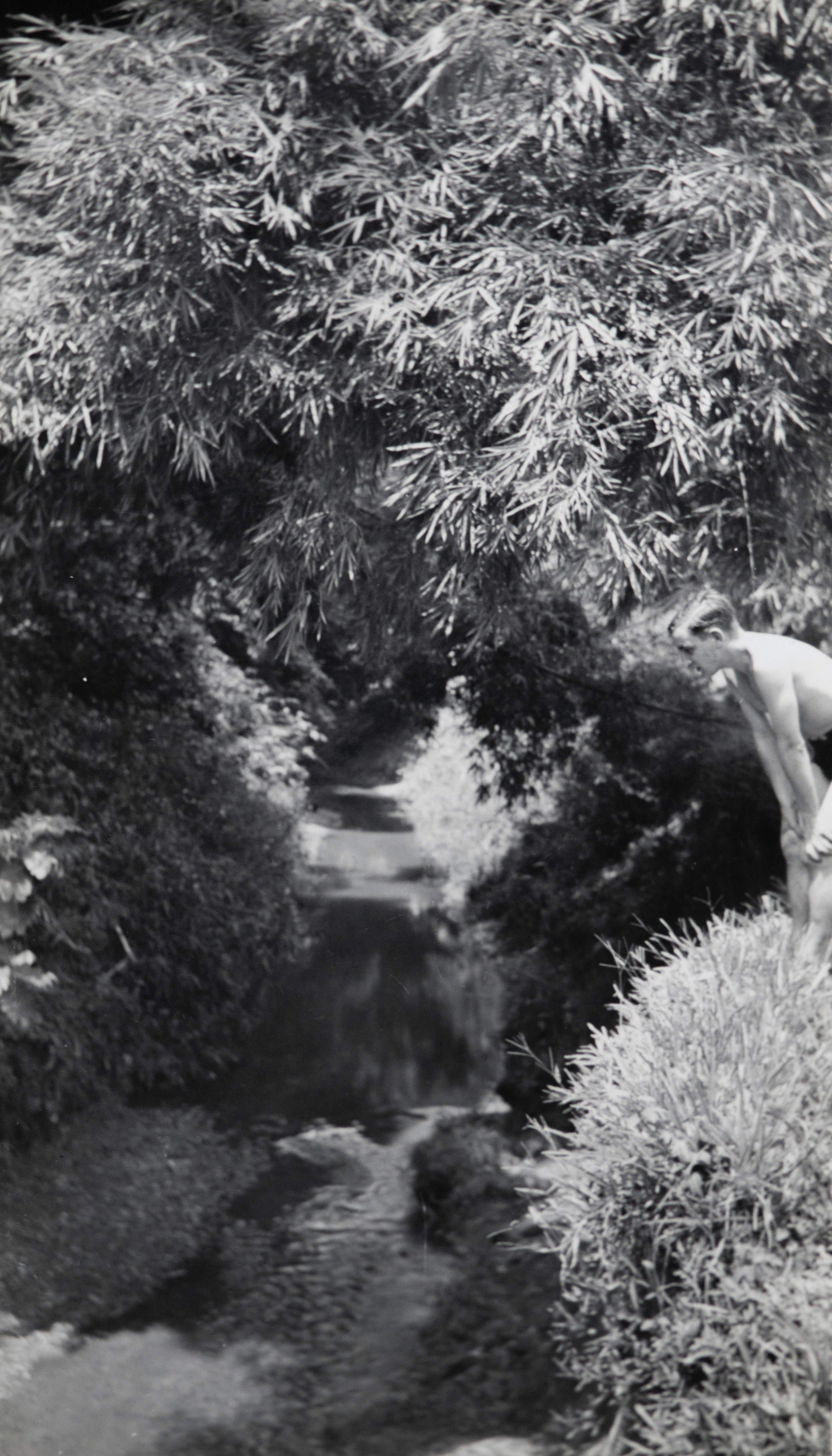 Grayscale og trees and lake photo – Free Plant Image on Unsplash