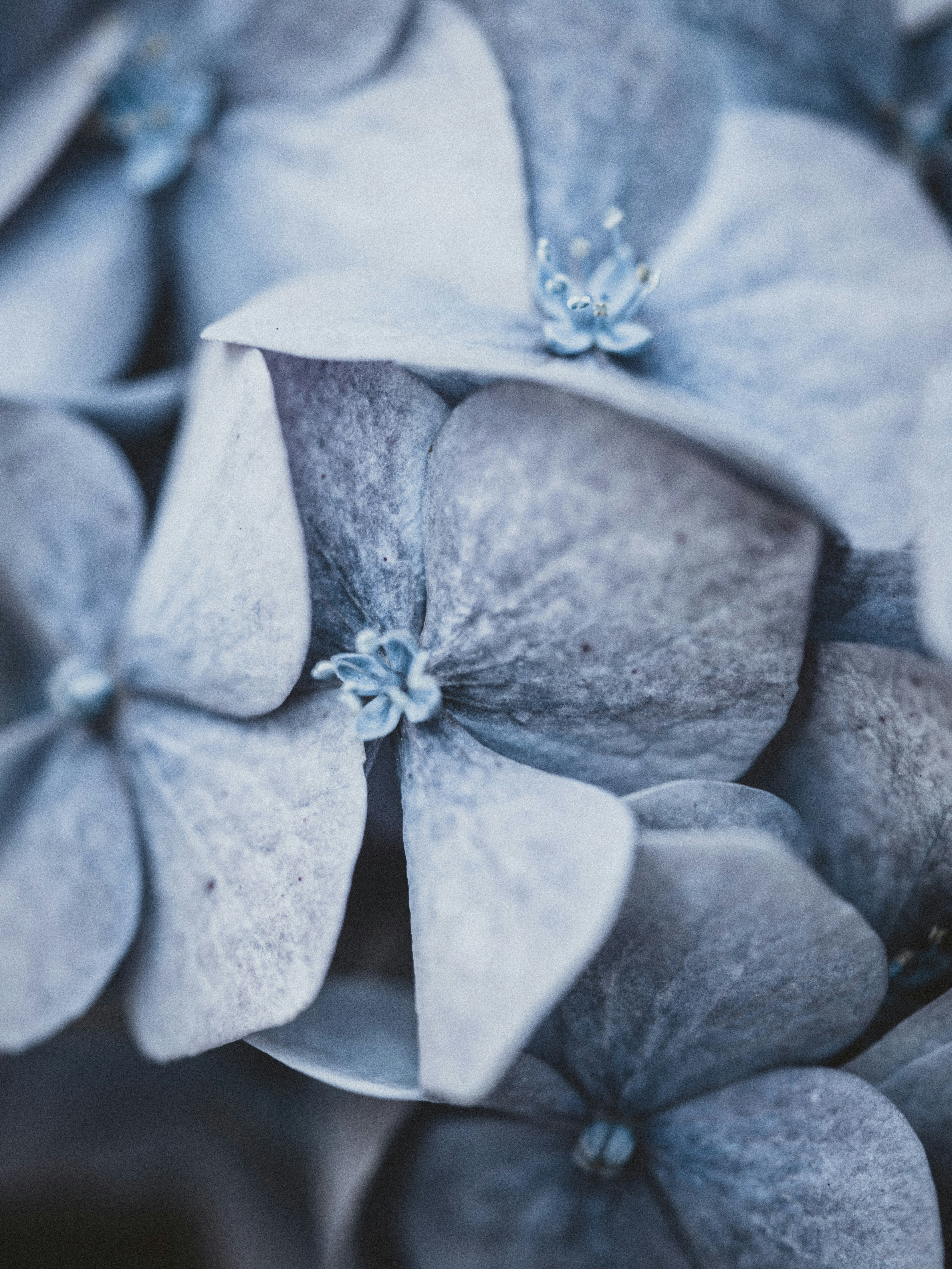 Macro close-up of blue hydrangea petals, revealing delicate textures and cool tonal shifts.