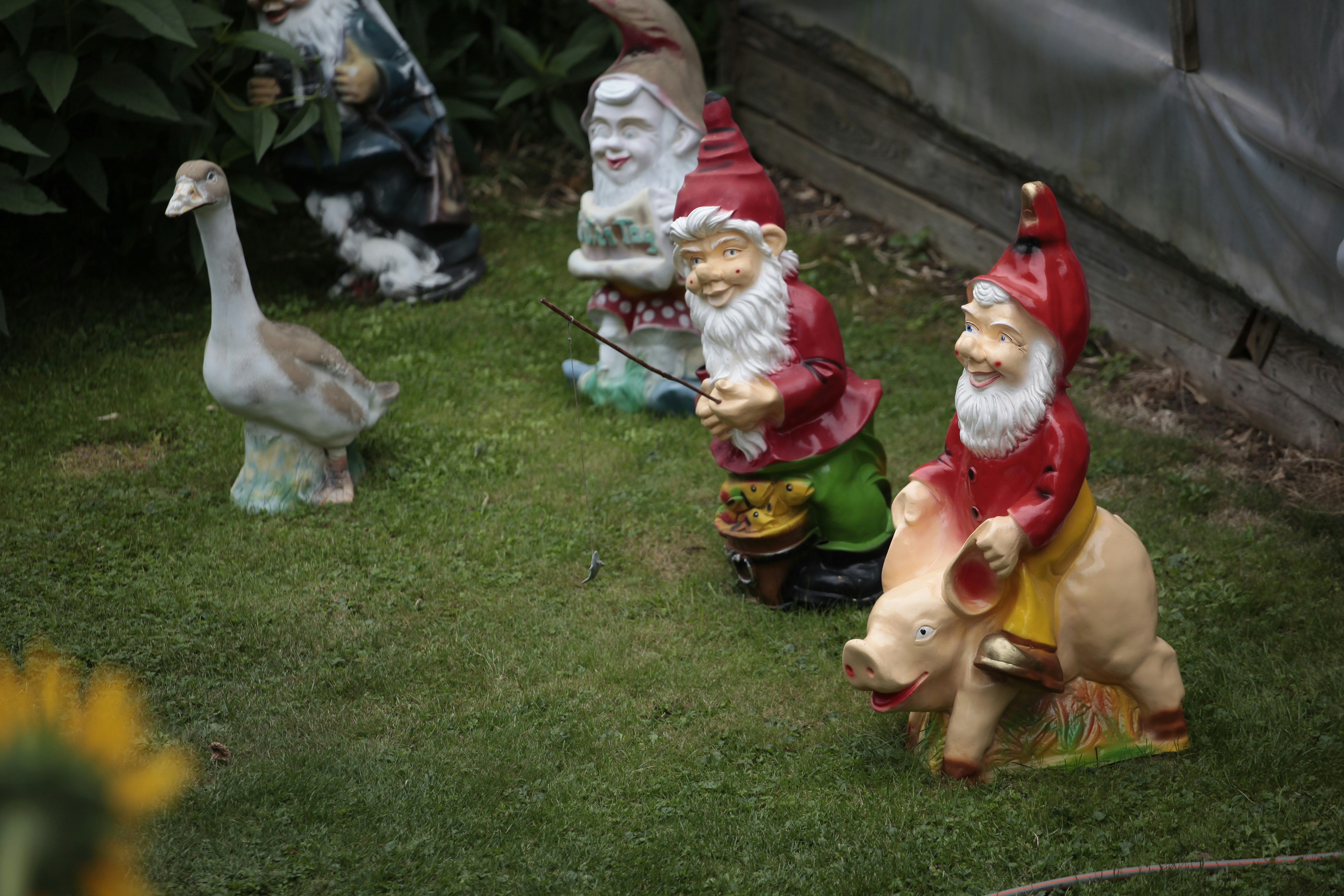 Gnome on Parade: The Garden's Cheery Sentinel