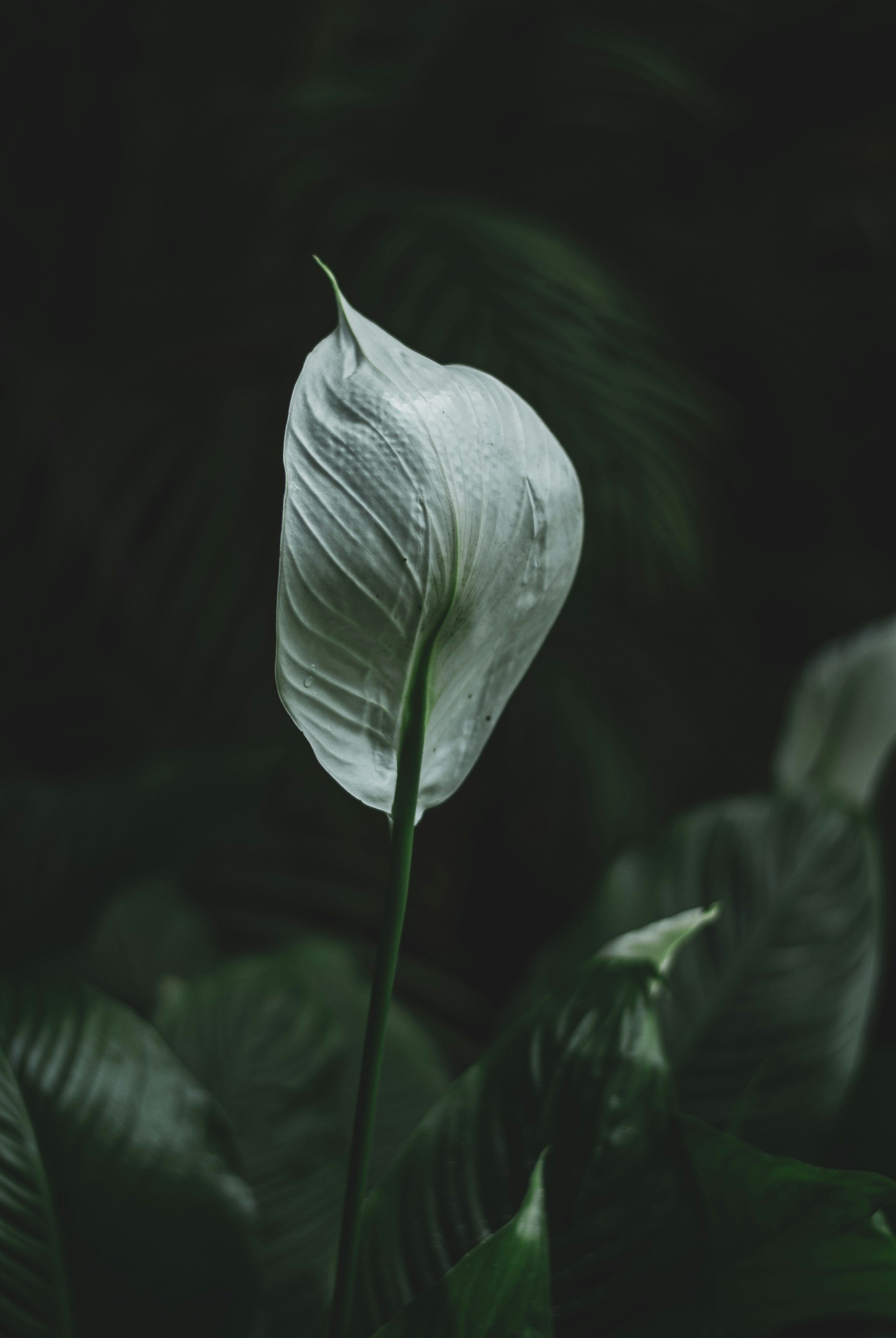 Ivory Calla Emerges in Velvet Green Spotlight