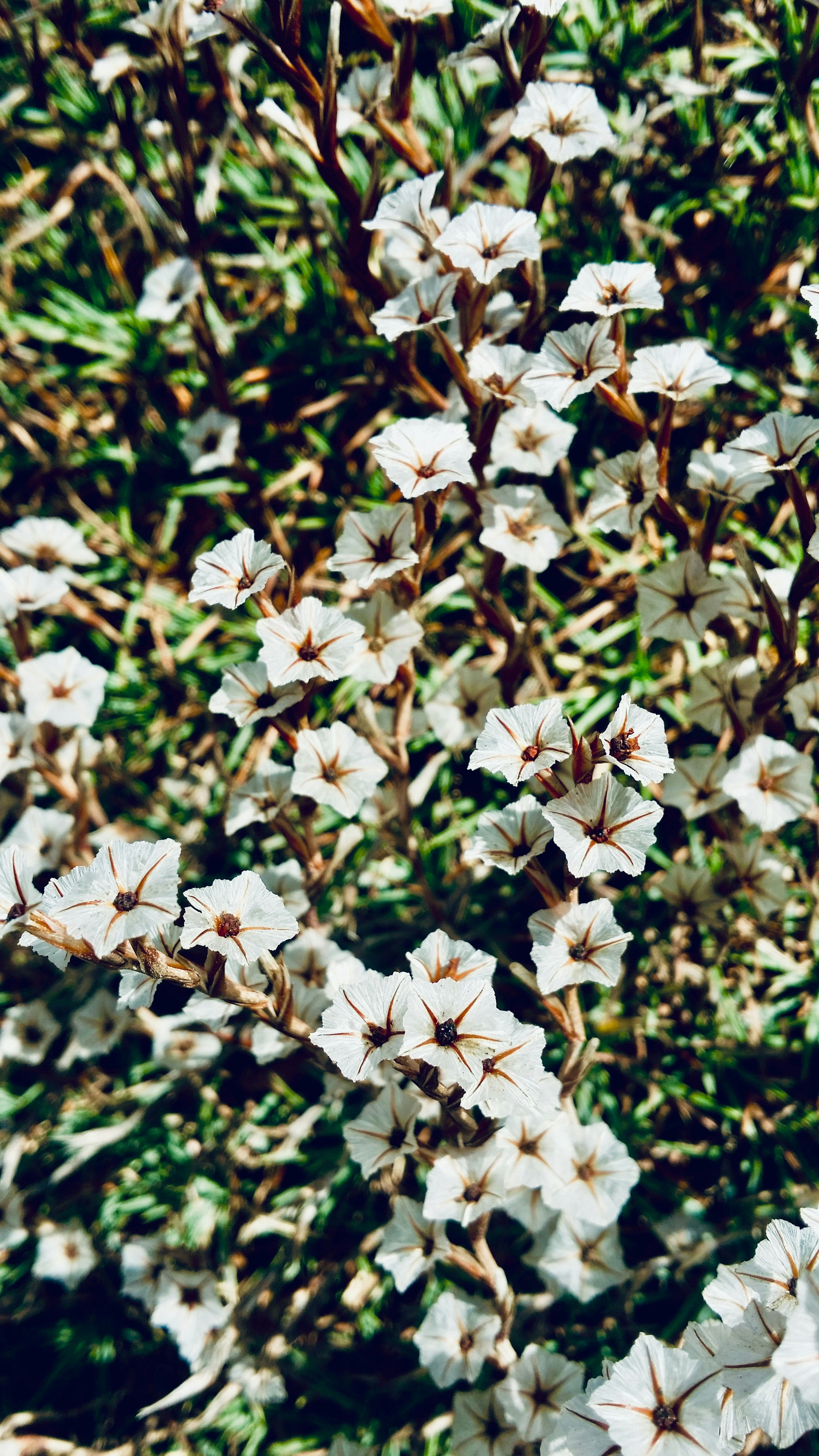 Close-up of delicate white star-shaped flowers clustered on brown stems in a sunlit garden.