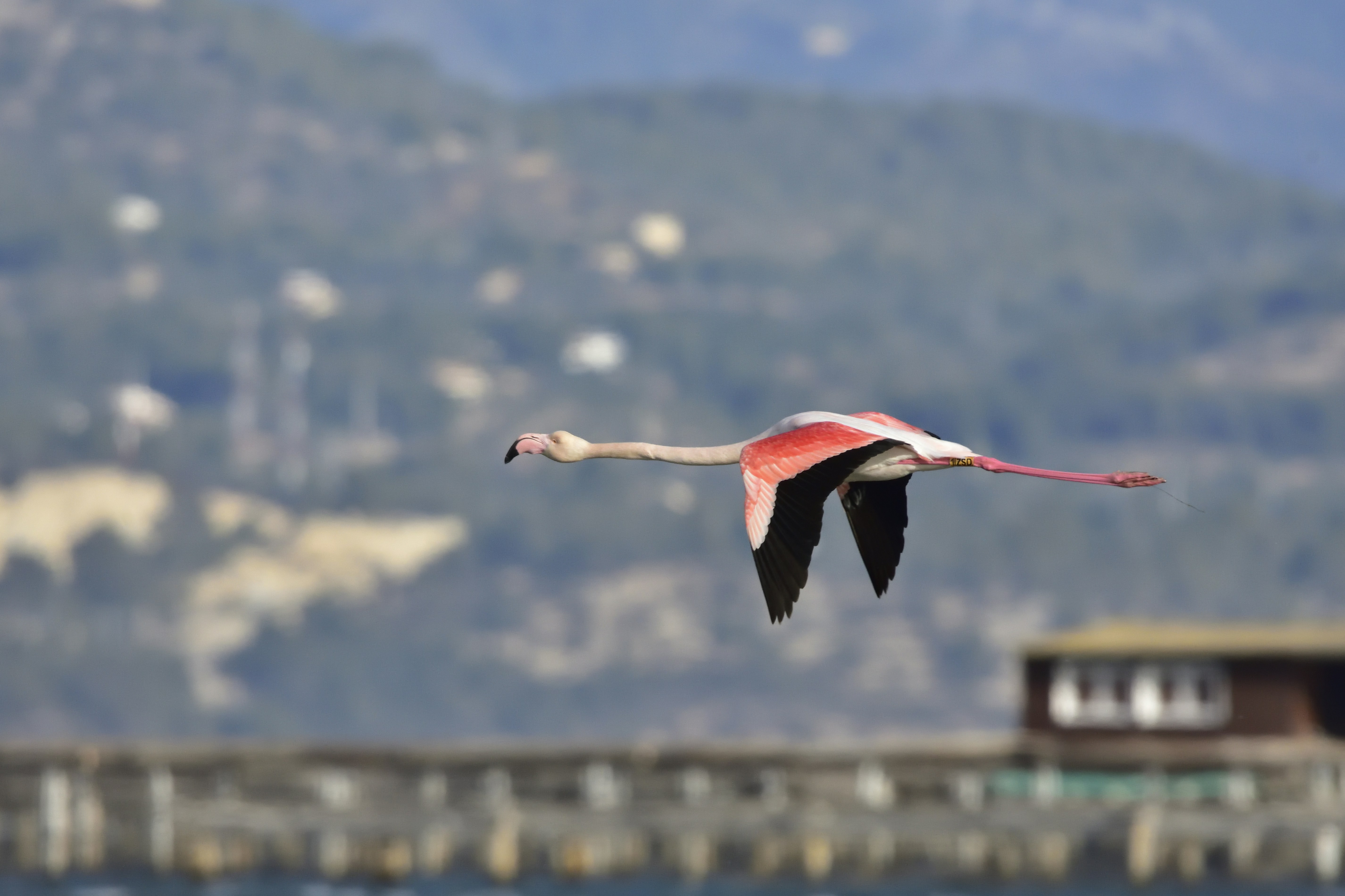 Crimson Flamingo in Precision Glide Over a Seaside Pier