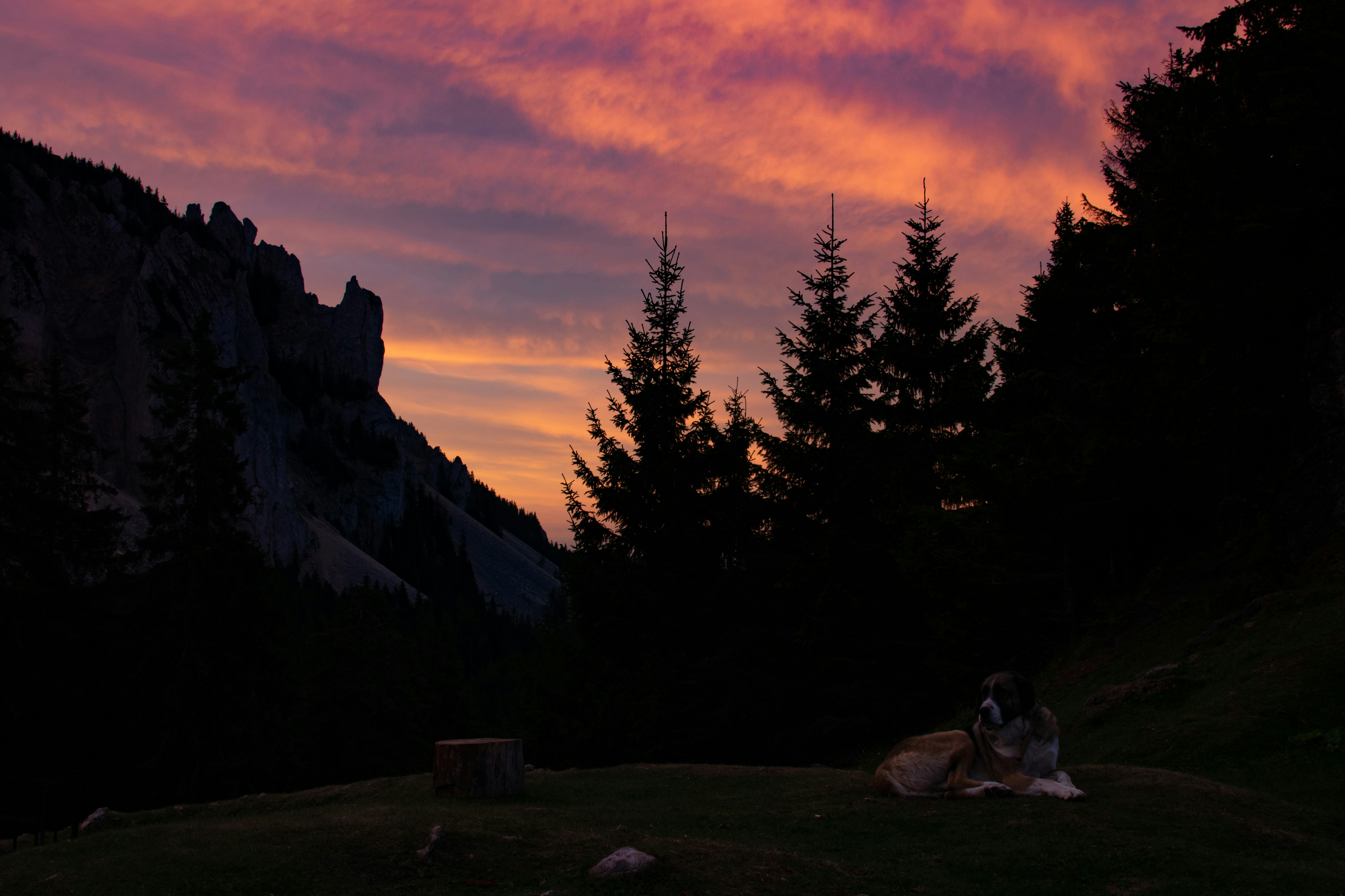 Dusk in the Clearing: Silhouettes Beneath an Ember Sky