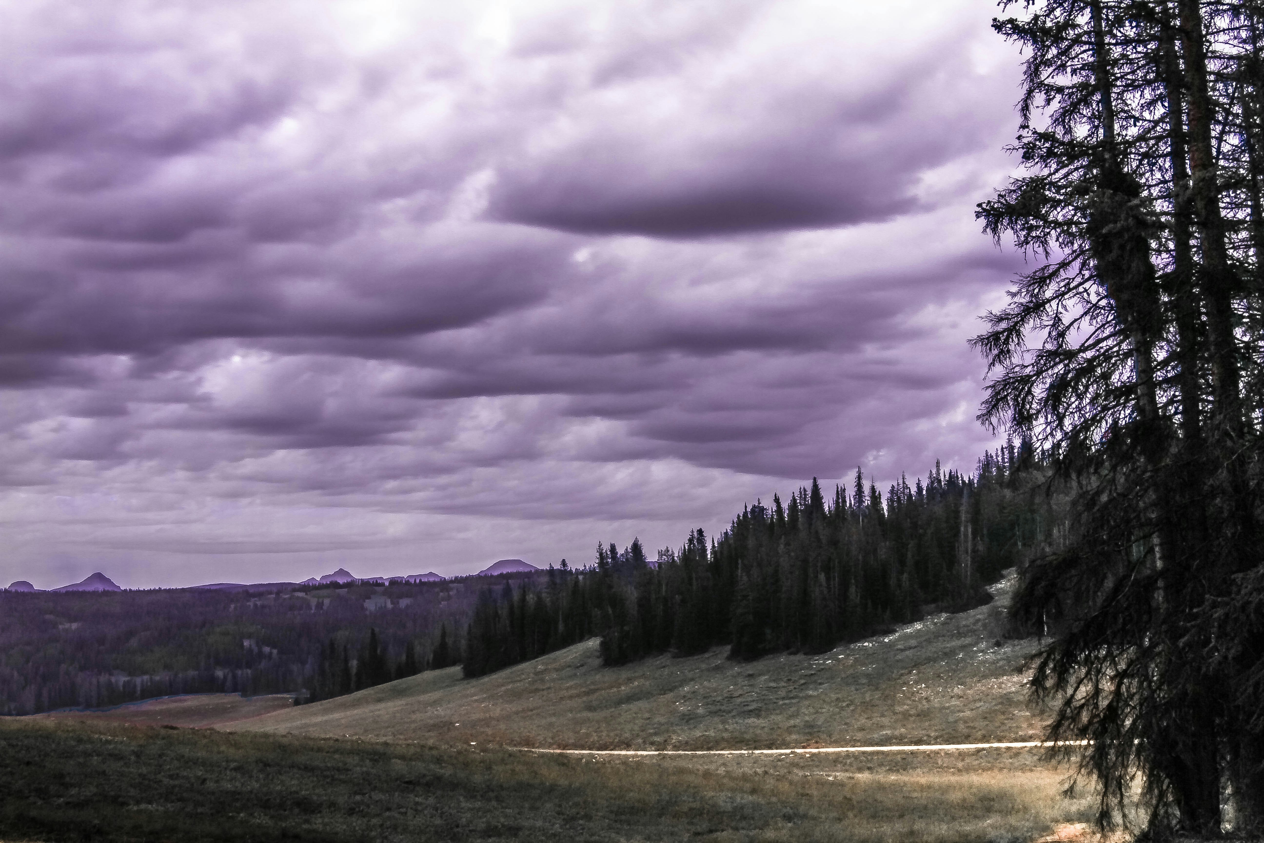 Landscape photography of forest photo – Free Grey Image on Unsplash