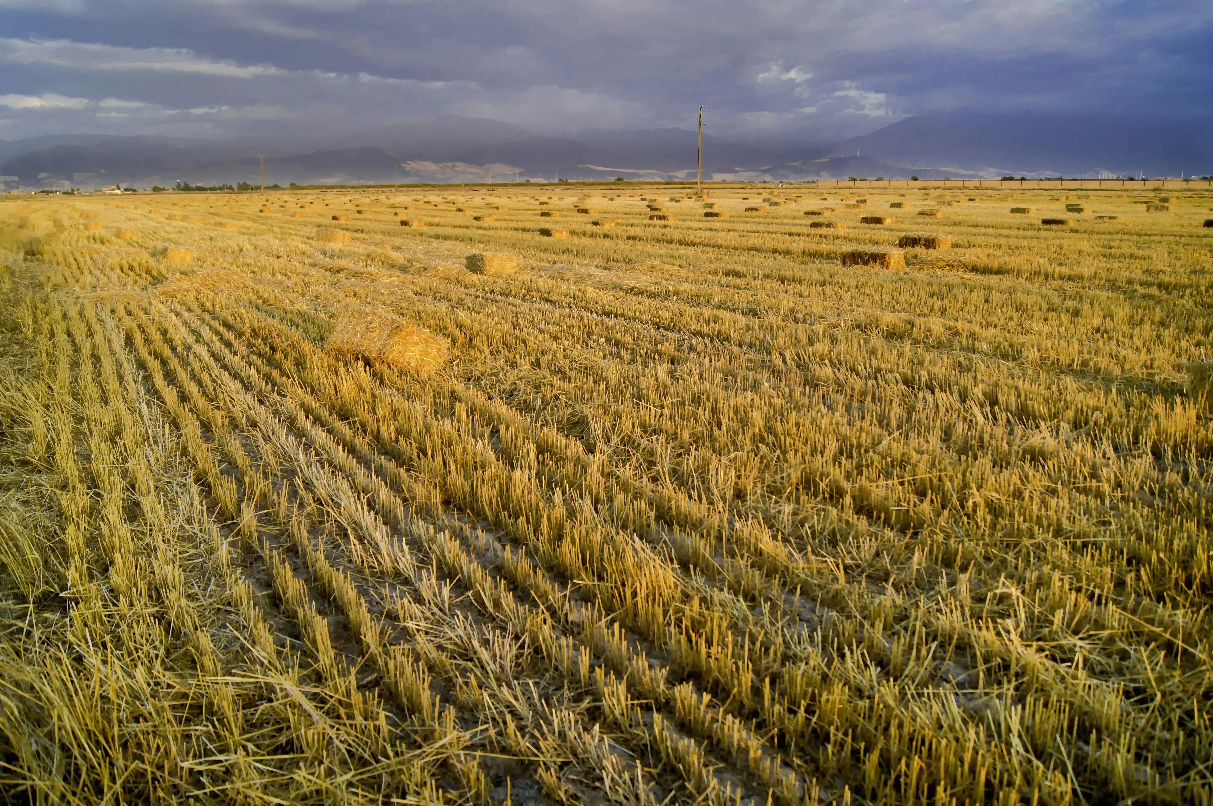 Harvested field with straw bales scattered across the landscape under a dramatic sky.