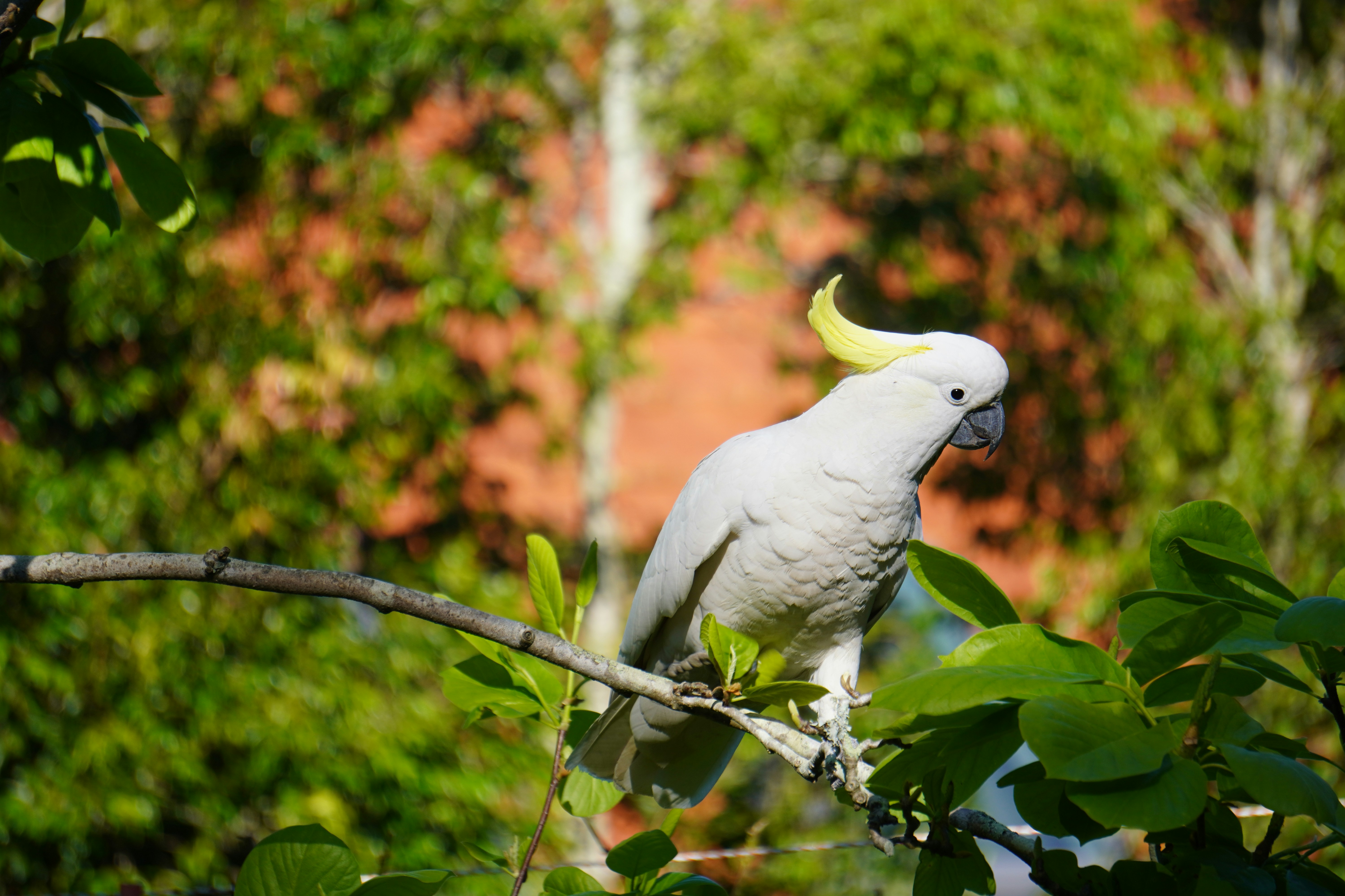 White cockatoo with yellow crest perched among green foliage