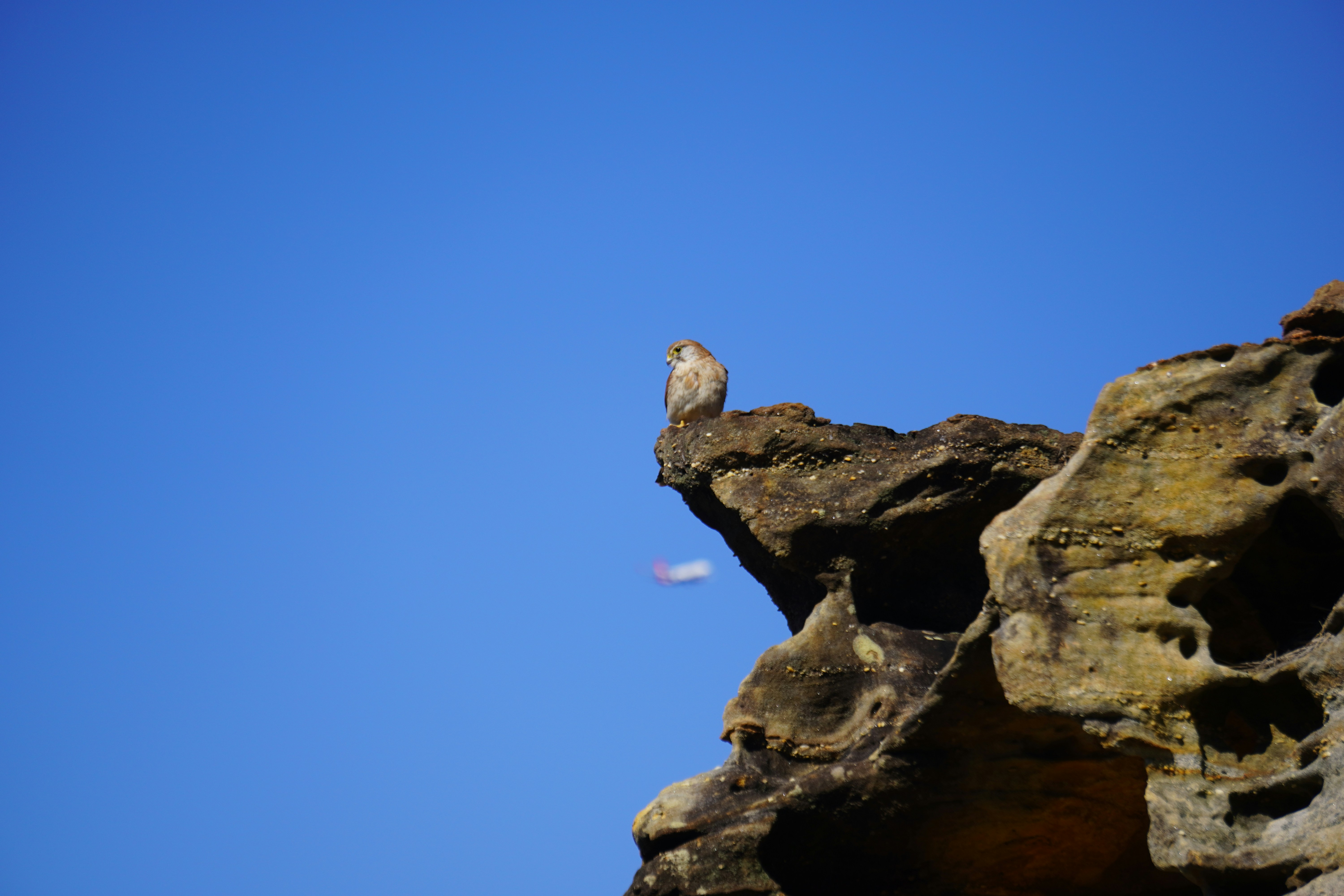 Sentinel on the Wind-Sculpted Cliff Under a Cobalt Sky