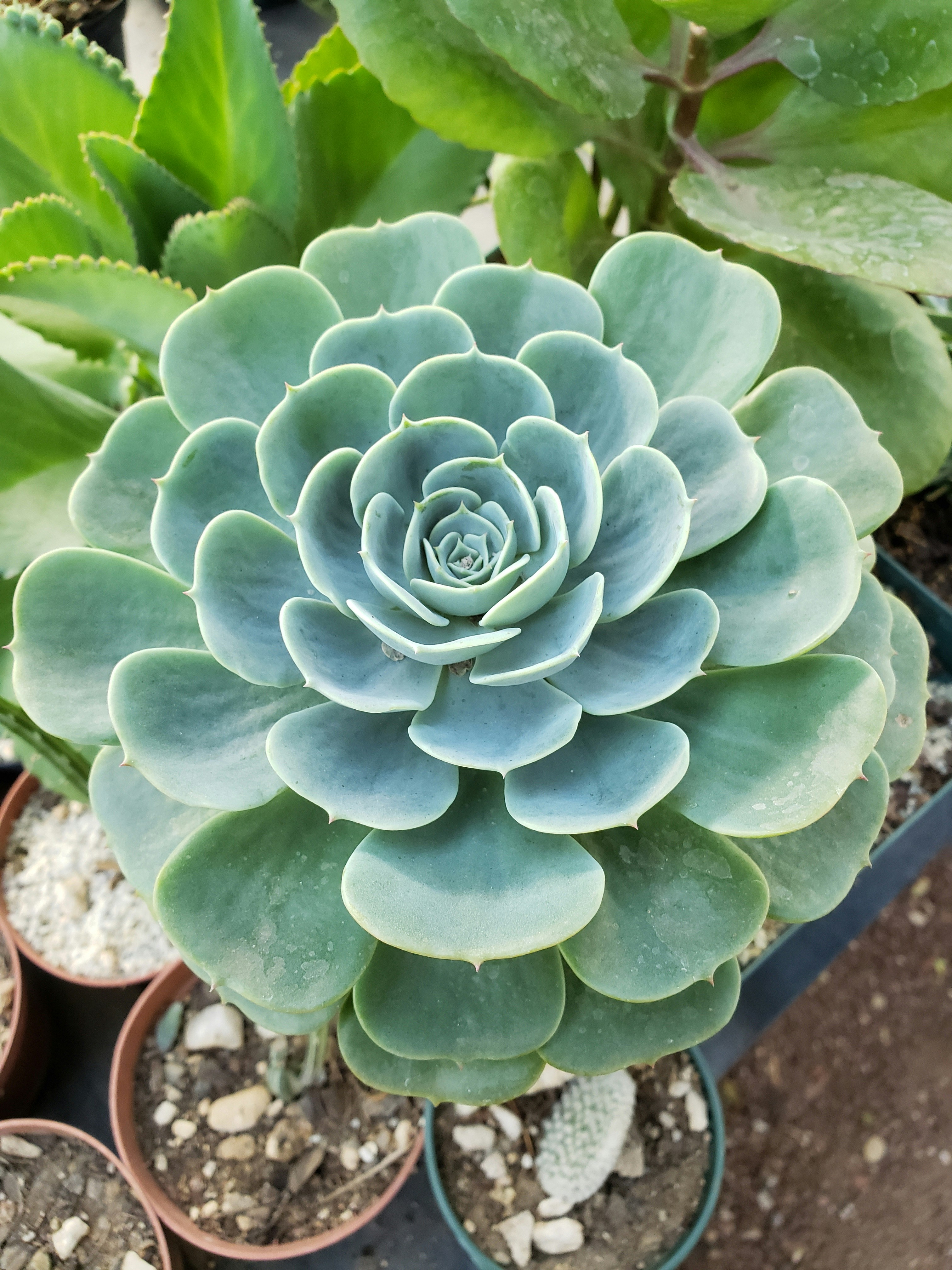 Symmetry in SucculenceEnrique Marroquín