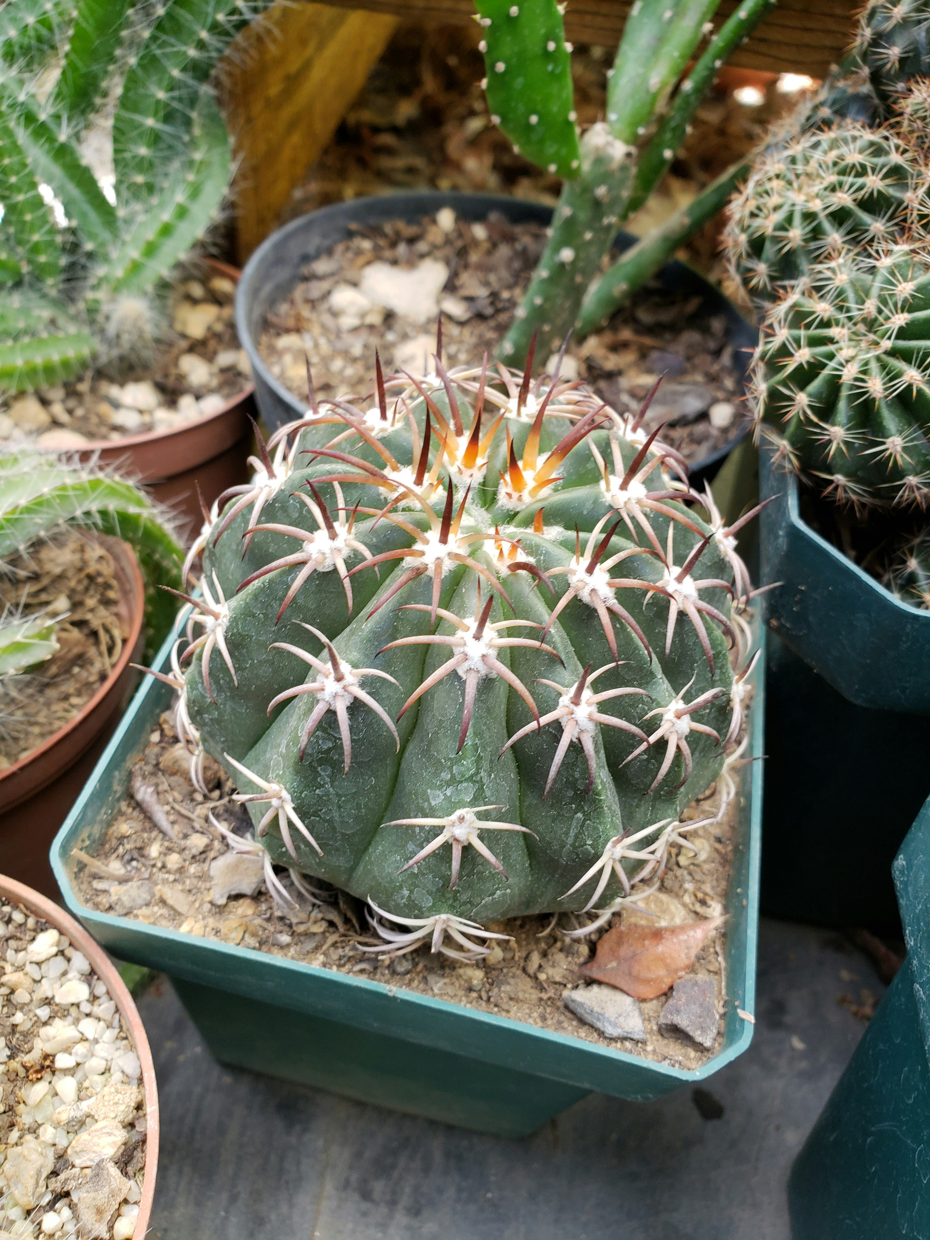 Spiny Symphony in a PotEnrique Marroquín