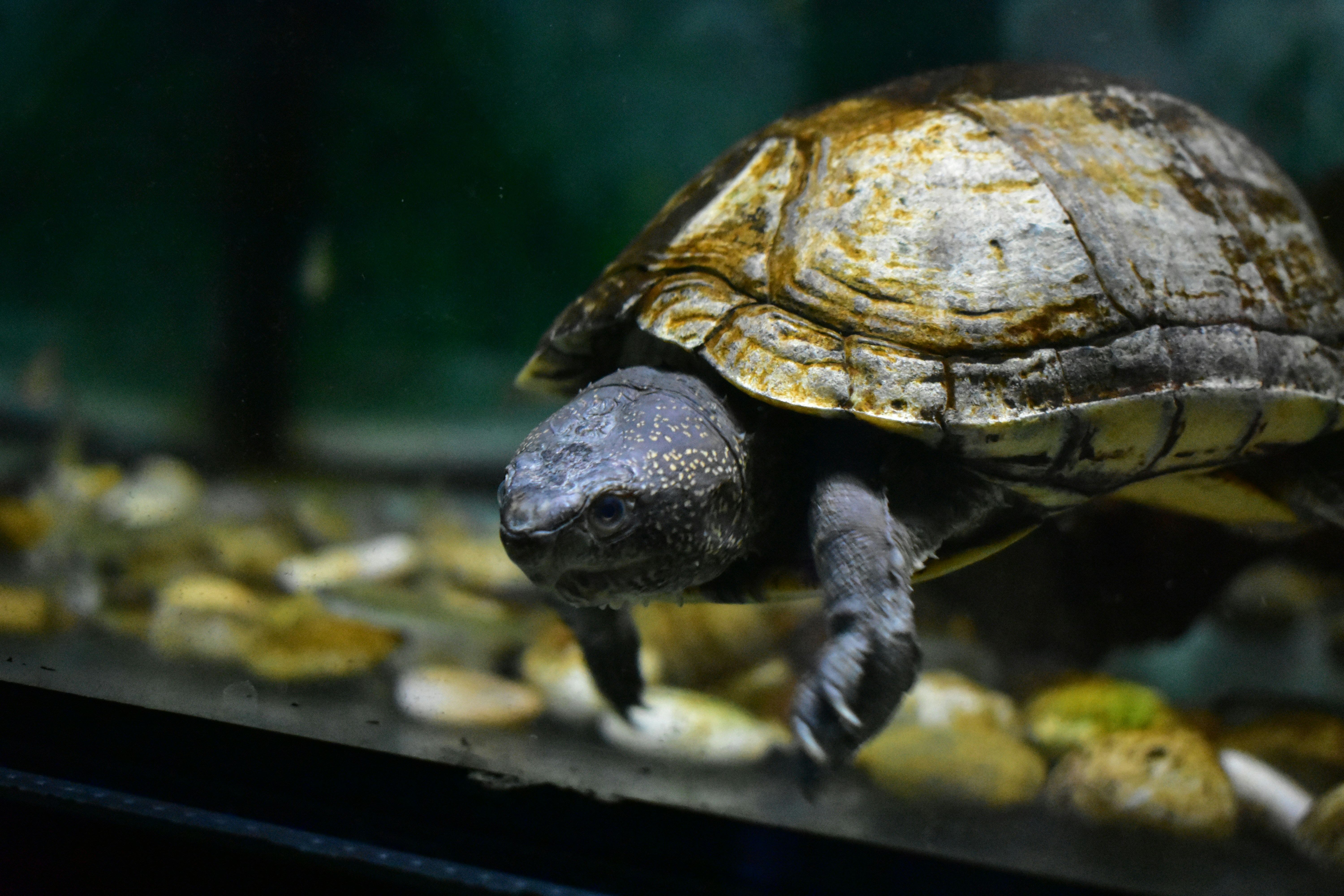 brown turtle photo – Free Animal Image on Unsplash
