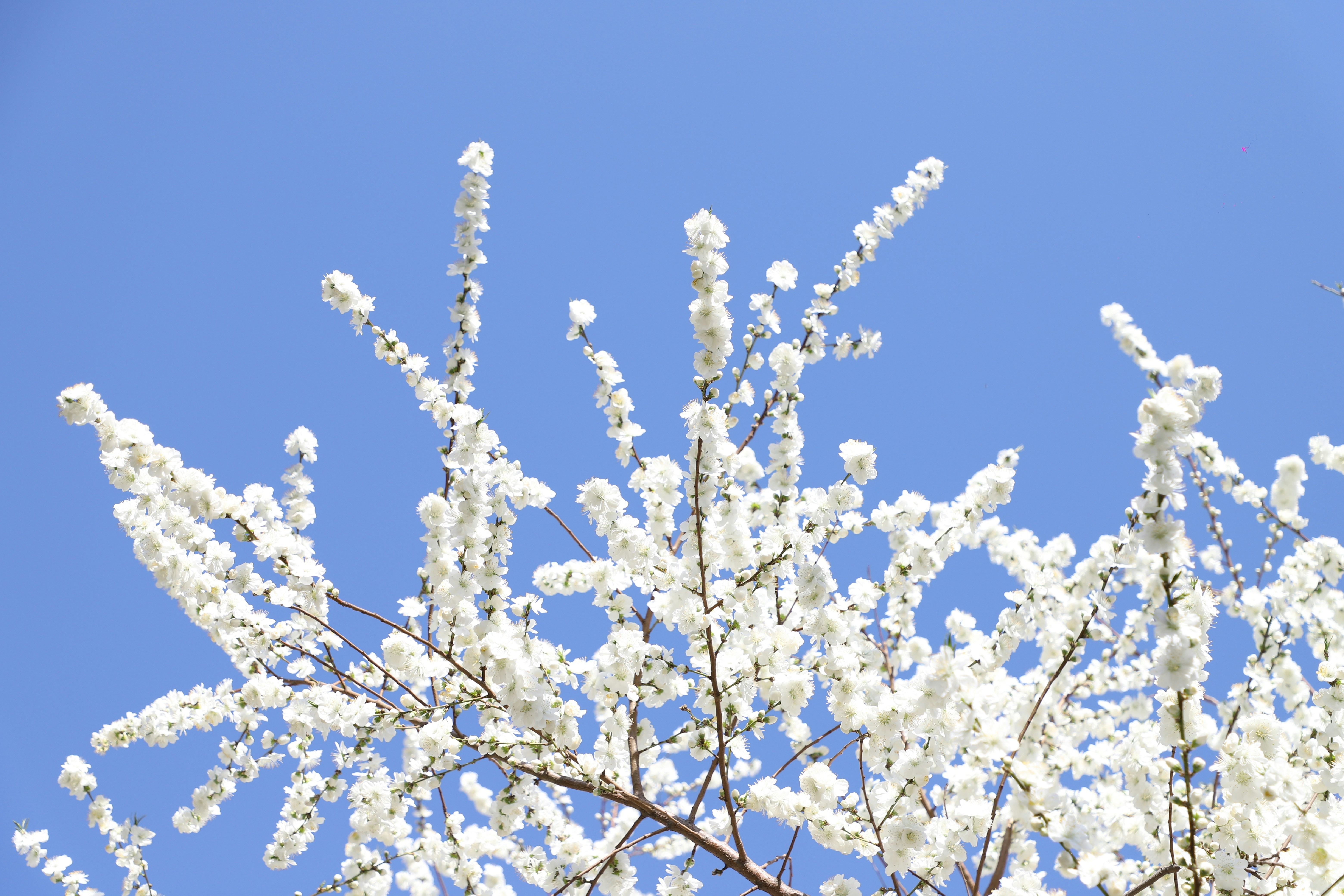 Delicate white blossoms reaching towards a clear blue sky, showcasing the beauty of springtime flora.
