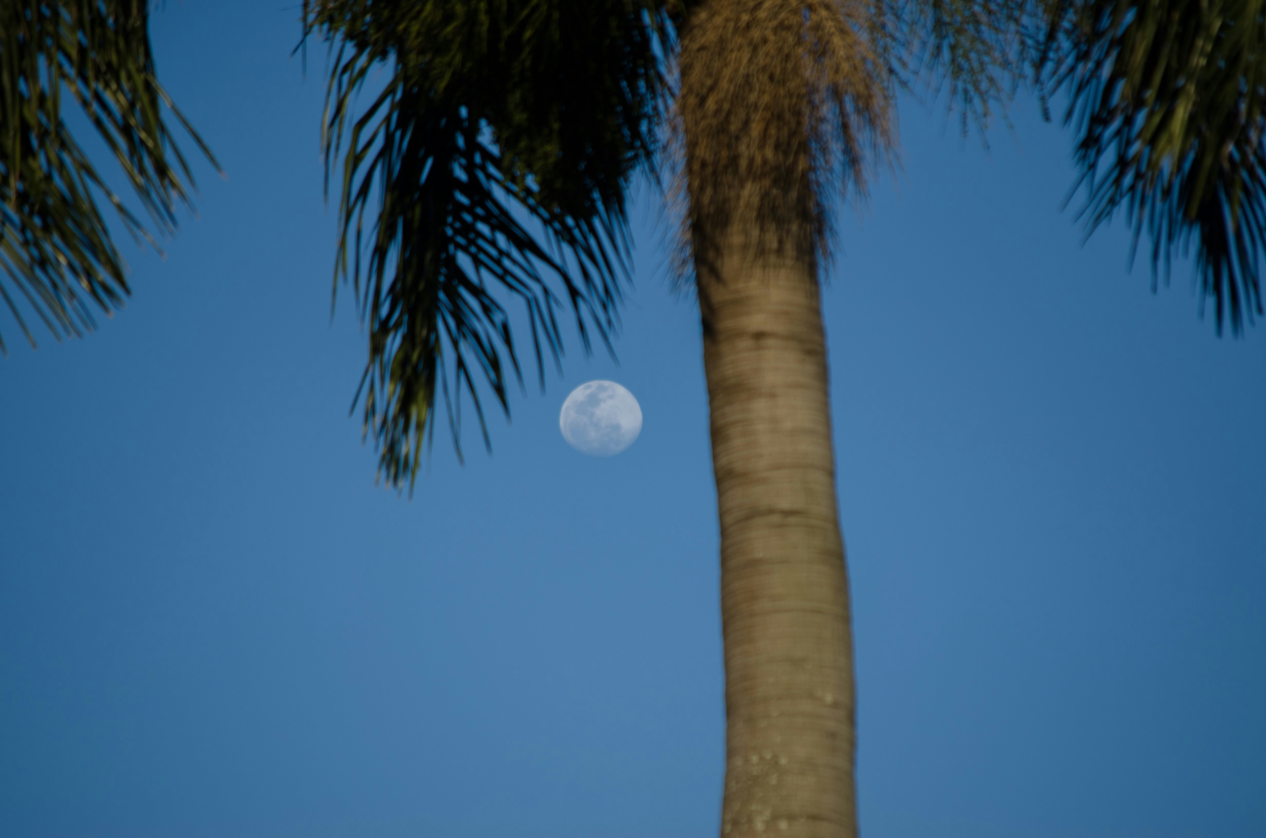 White moon photo – Free Space Image on Unsplash