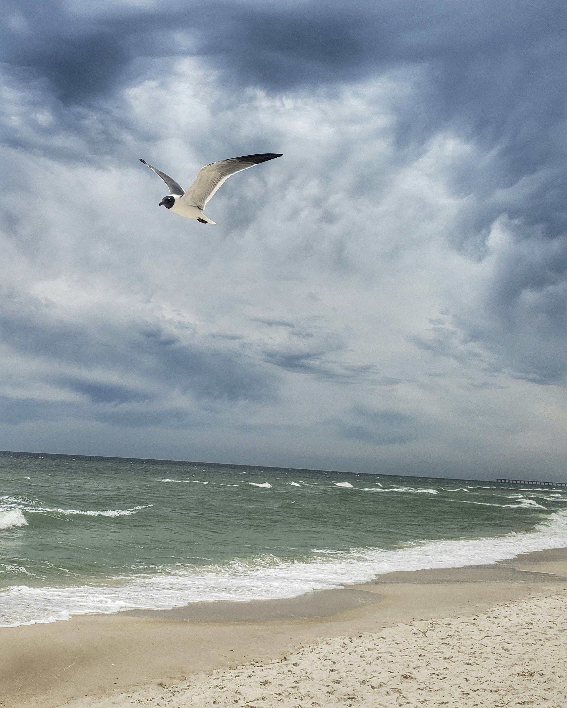 Seagull in Flight Over a Wind-Kissed Beach Beneath Turbulent Skies