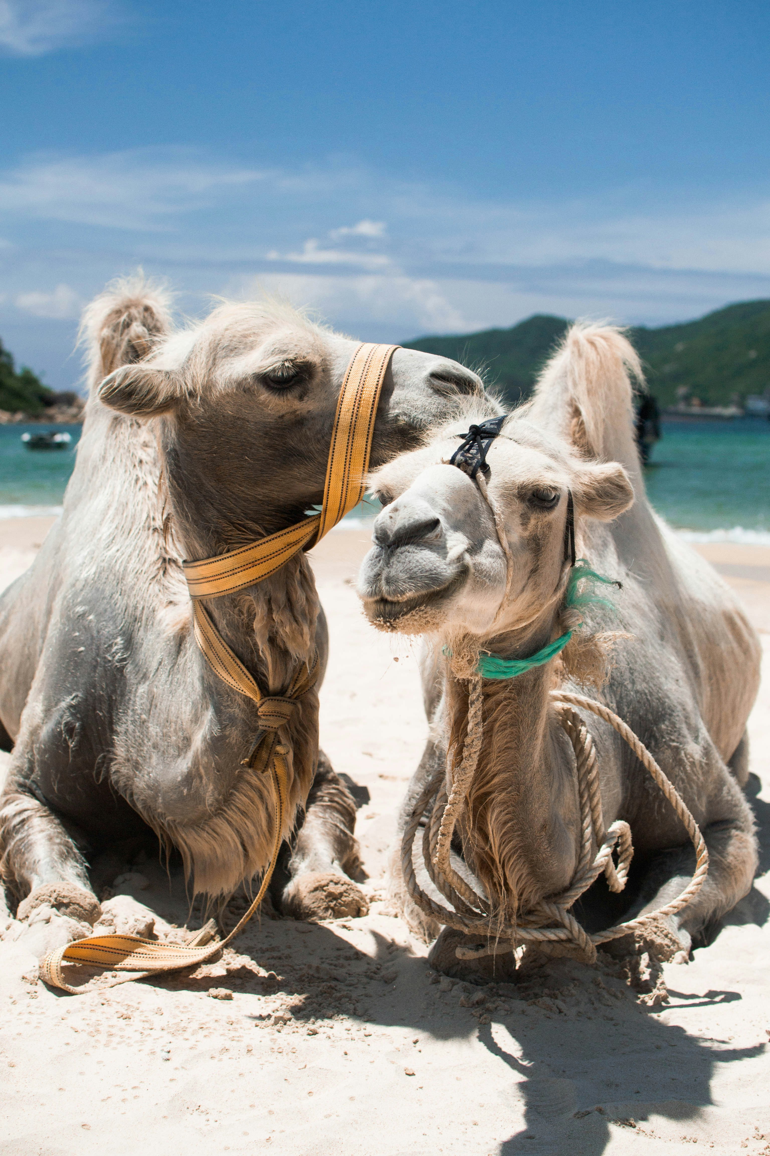 Coastal Companions: Nose-to-nose on a sunlit beach