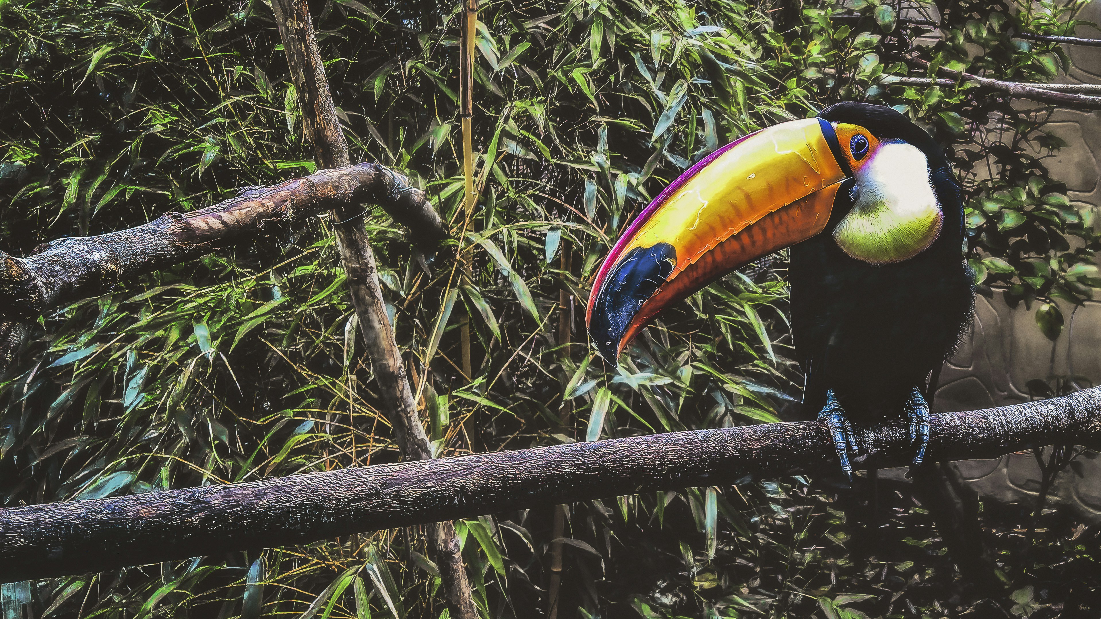 Toucan perched on a weathered branch among dense greenery, highlighting its oversized multicolored beak.