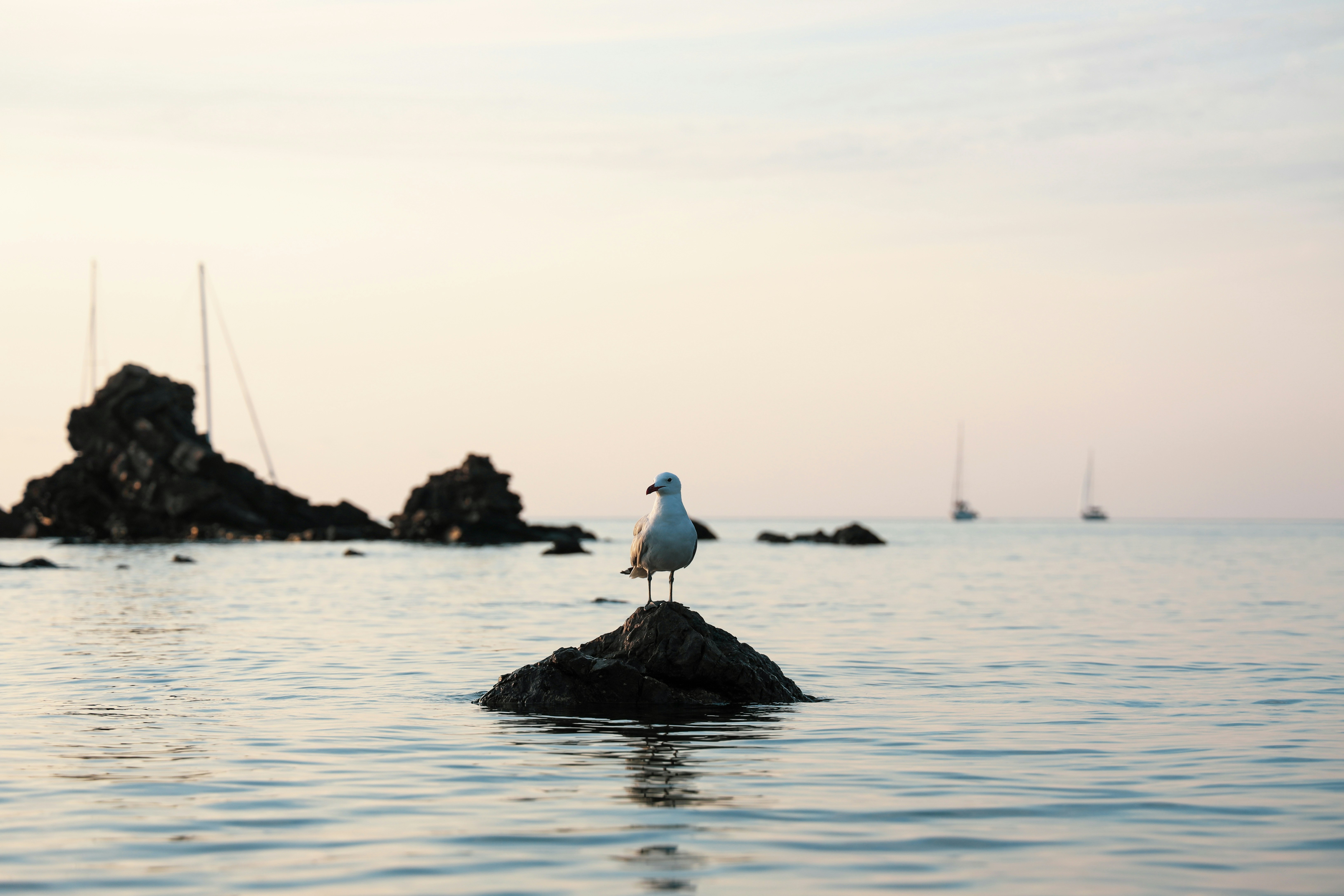 Bird on stone photo – Free Menorca Image on Unsplash