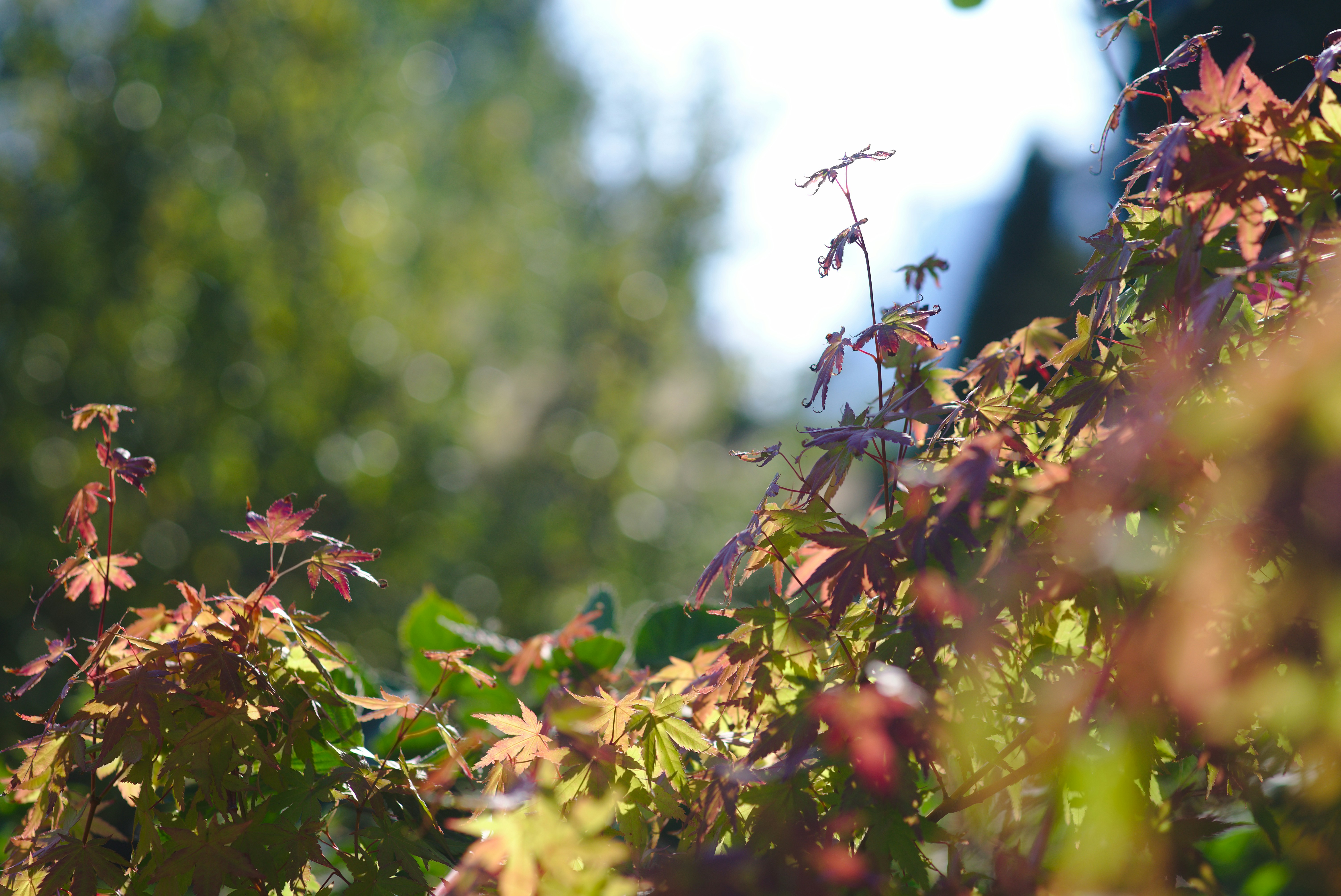 Crimson Maple in Gentle Sunlight with Velvet Bokeh