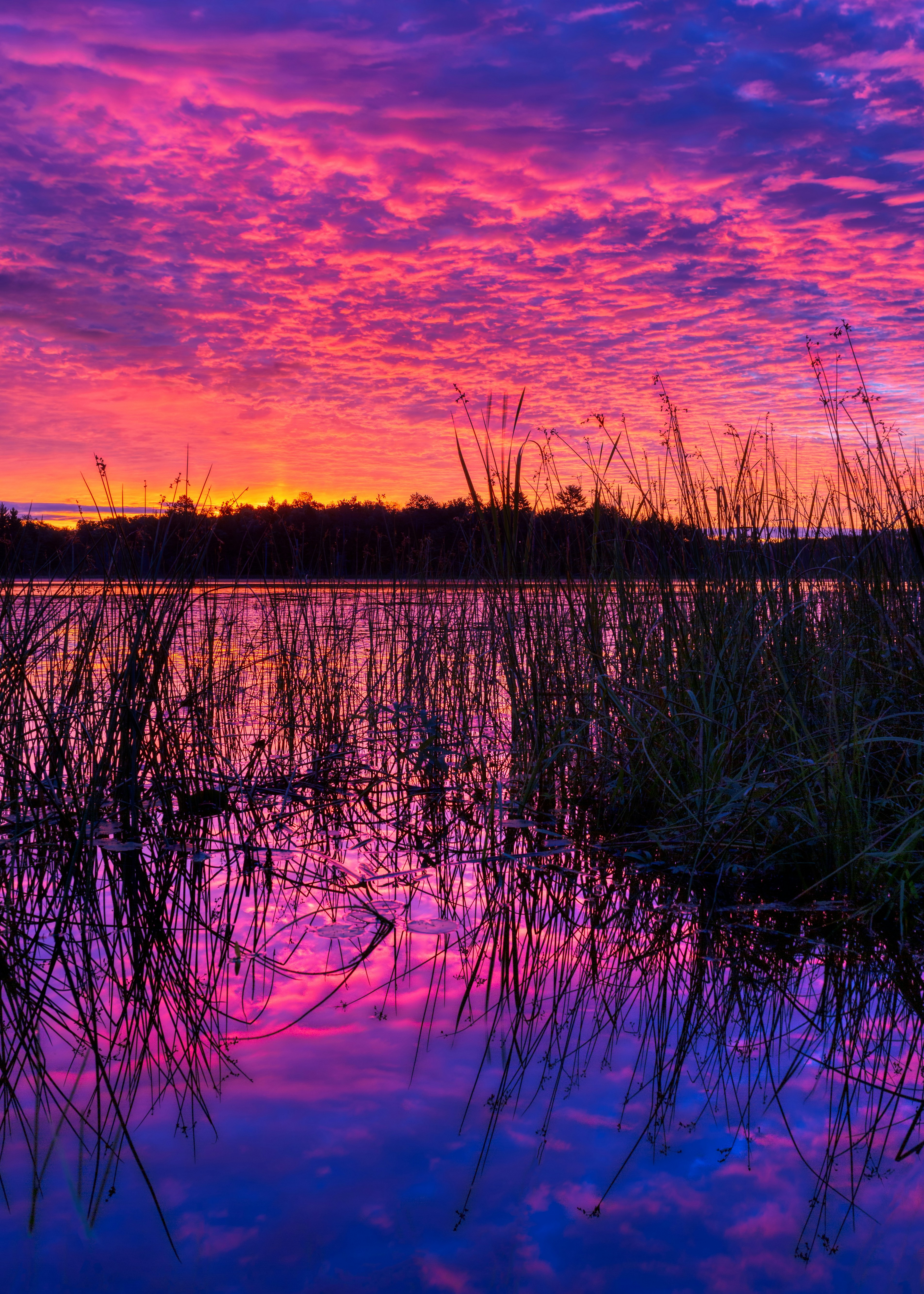 Vibrant sunset reflecting on a tranquil lake, framed by silhouetted reeds. The sky is a canvas of purple and orange hues.