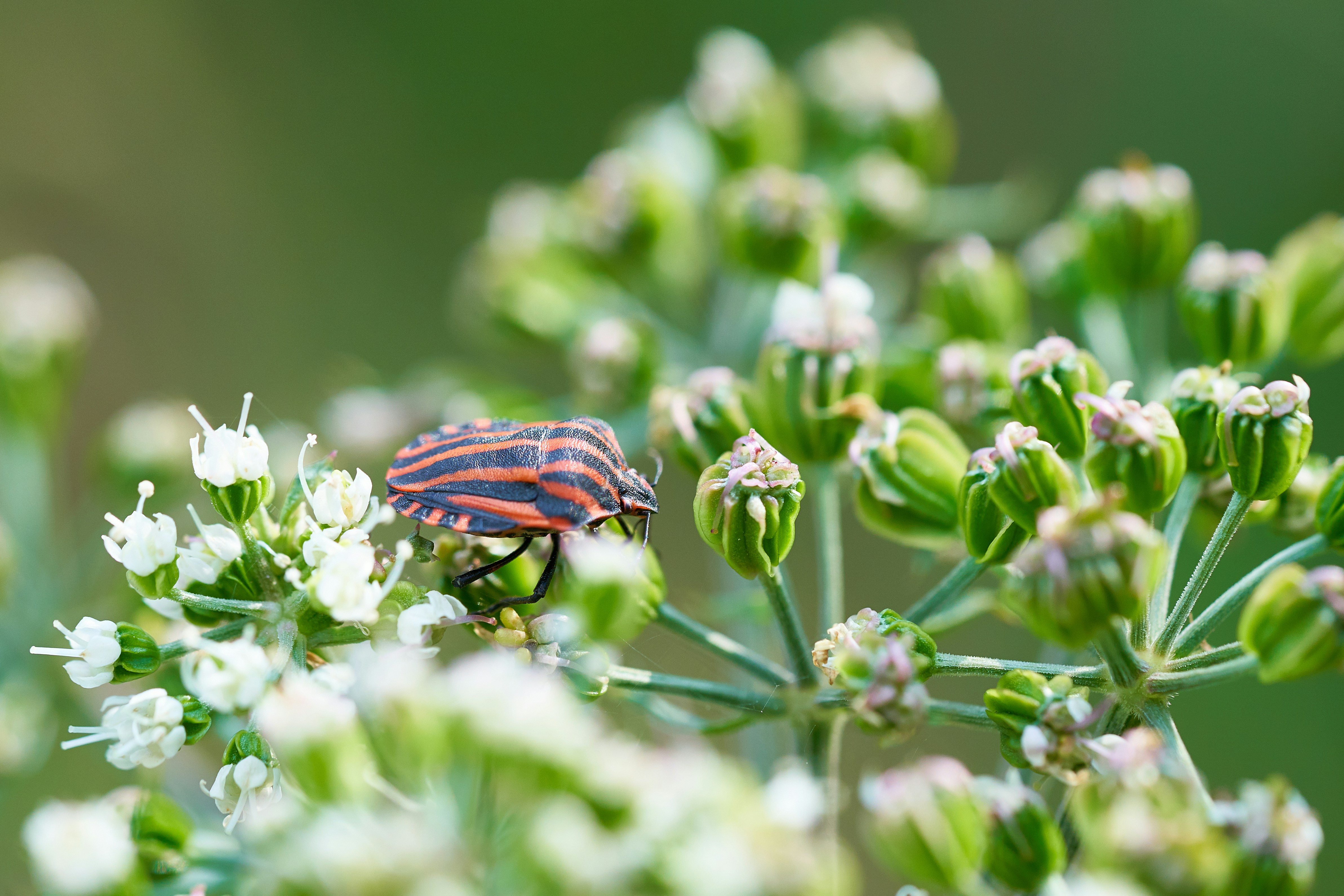 Striped Shield Bug Navigates a Sea of White Umbel Blossoms
