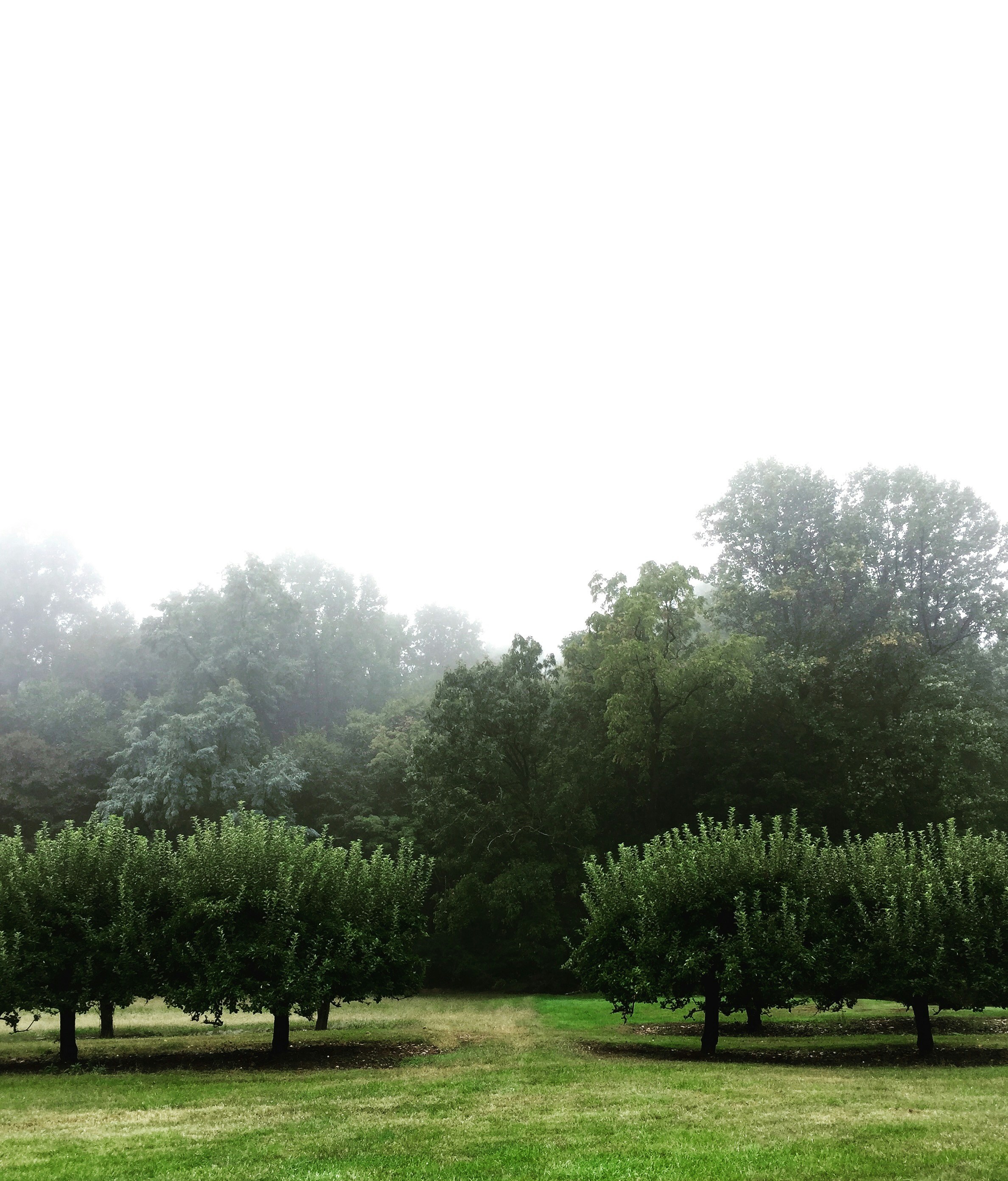 trees on grass field during day