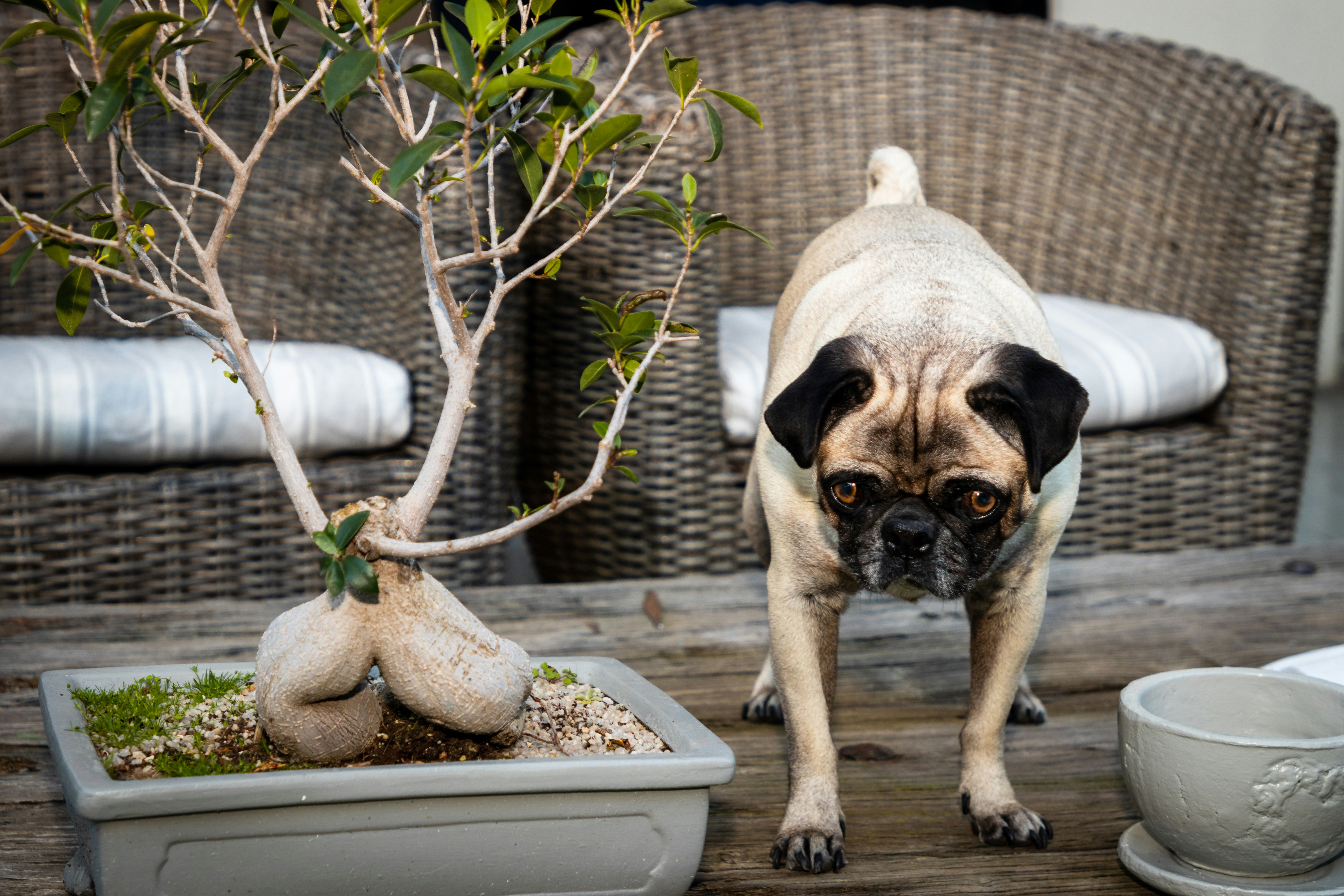 Pug on Porch: Quiet Gaze Between Bonsai and Bottled Light