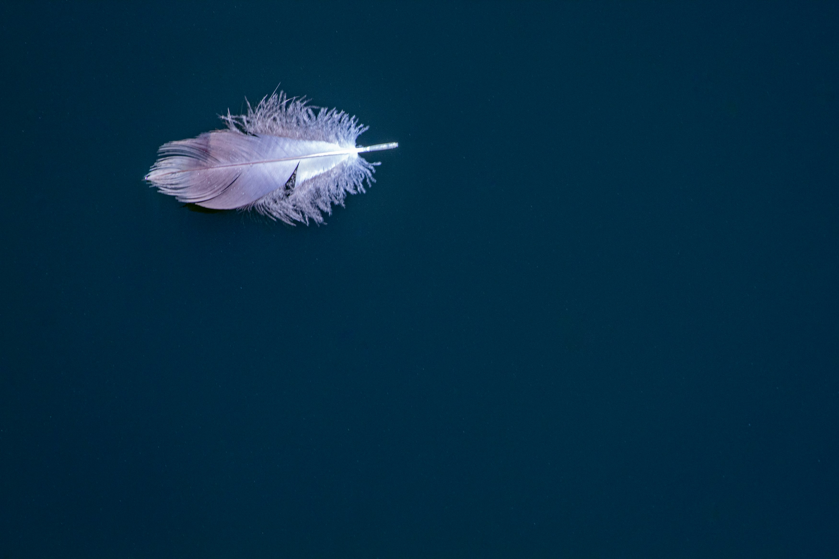 A lone feather on a pond.