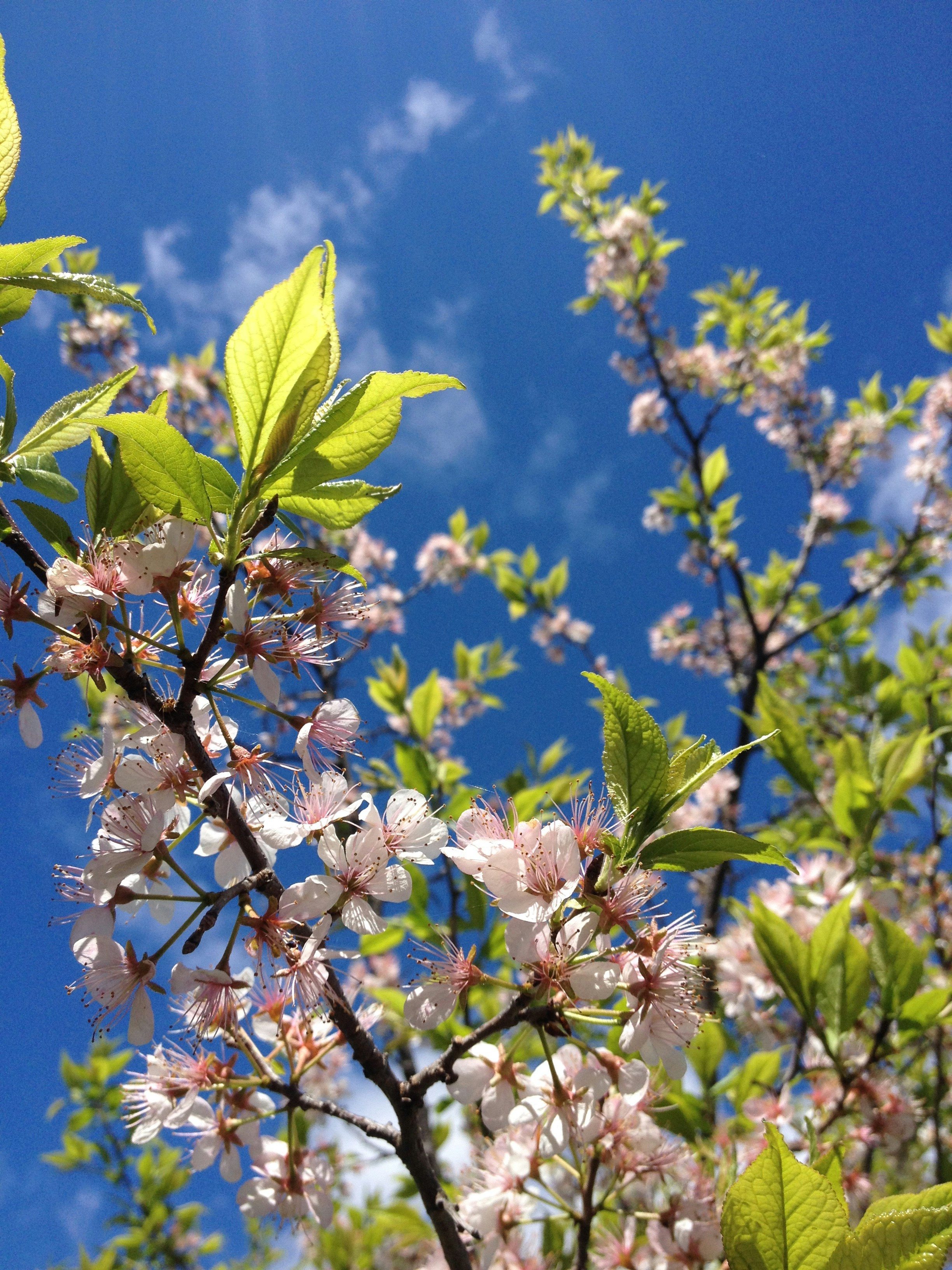 Macro photography of blooming pink cherry blossoms under blue and white ...