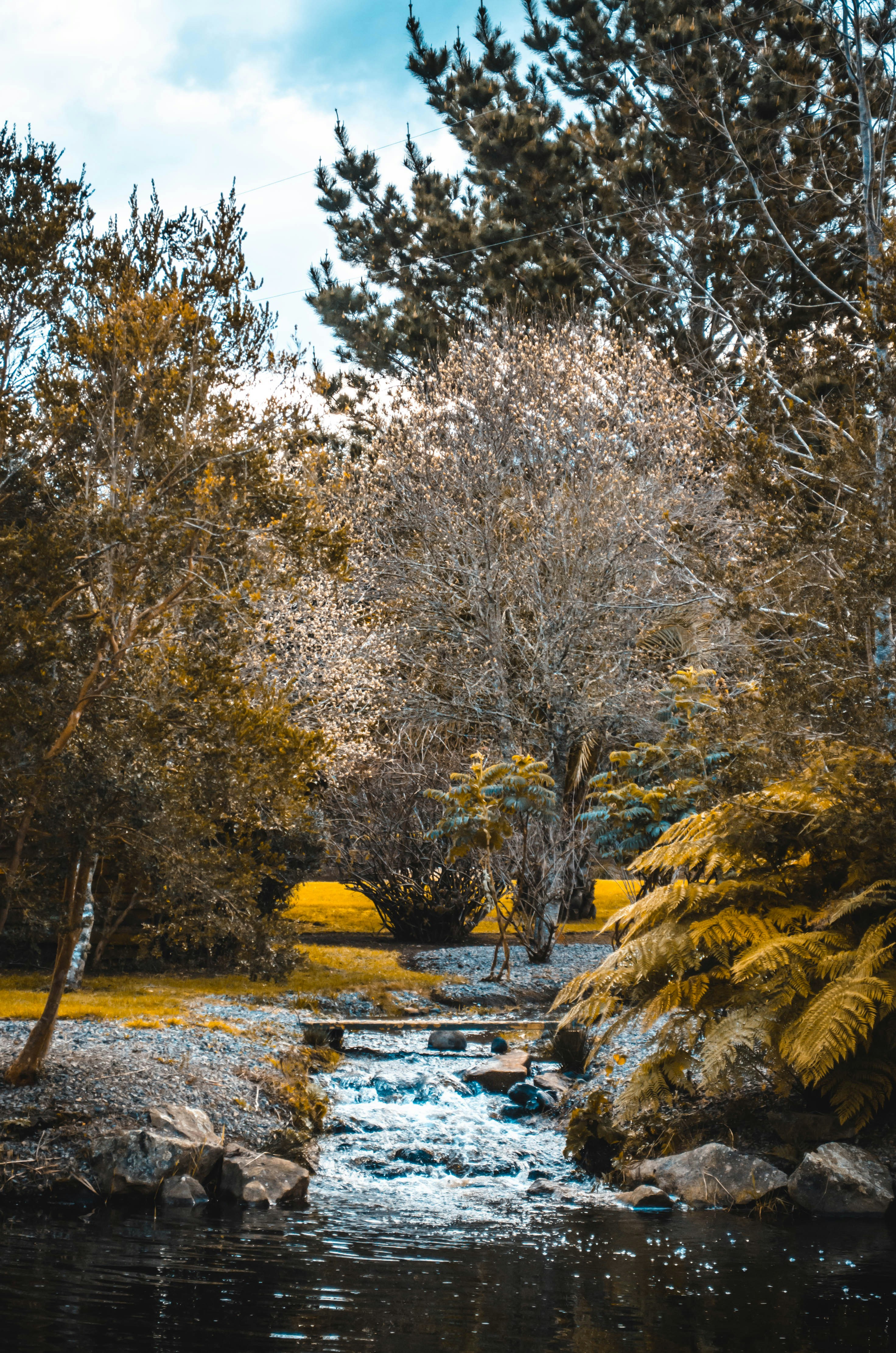 Green tree photo – Free Nature Image on Unsplash
